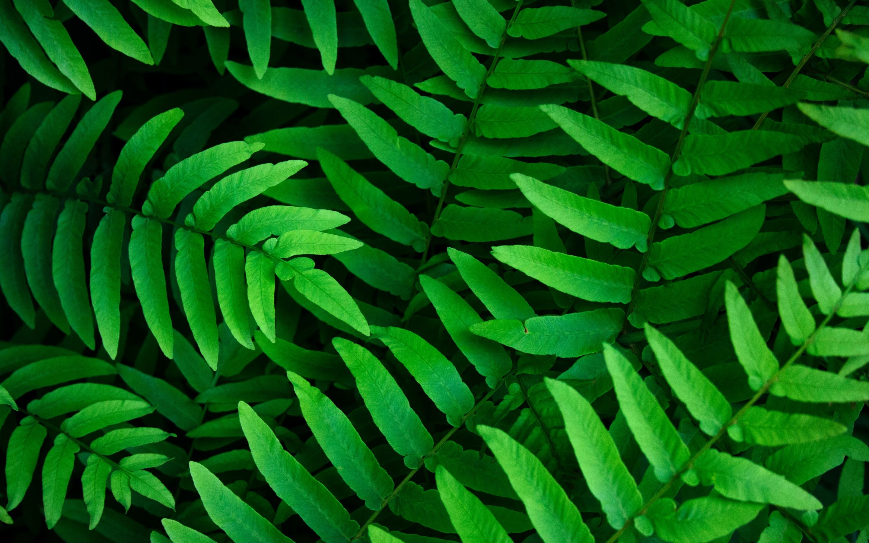 Green Life Wallpapers - Top Free Green Life Backgrounds - WallpaperAccess