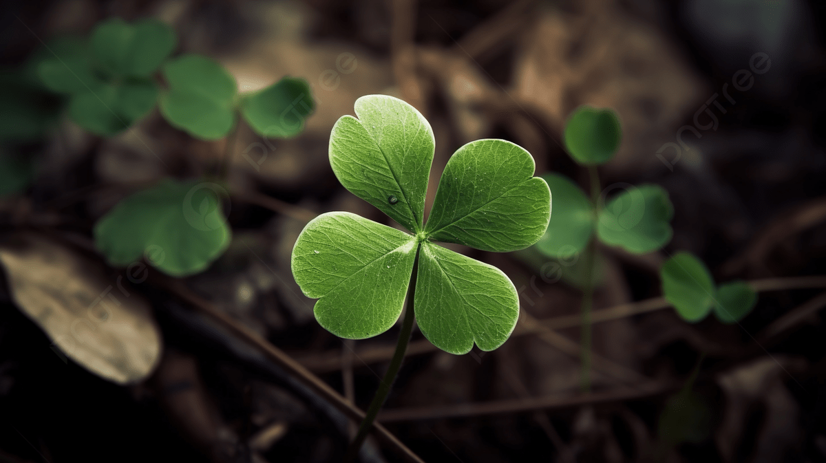 Five Leaf Clover Wallpapers - Top Free Five Leaf Clover Backgrounds - WallpaperAccess