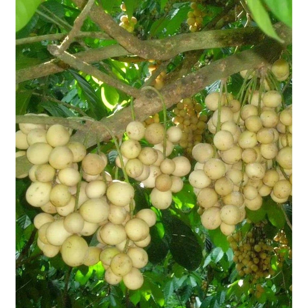 Duku Fruit Wallpapers - Top Free Duku Fruit Backgrounds - WallpaperAccess