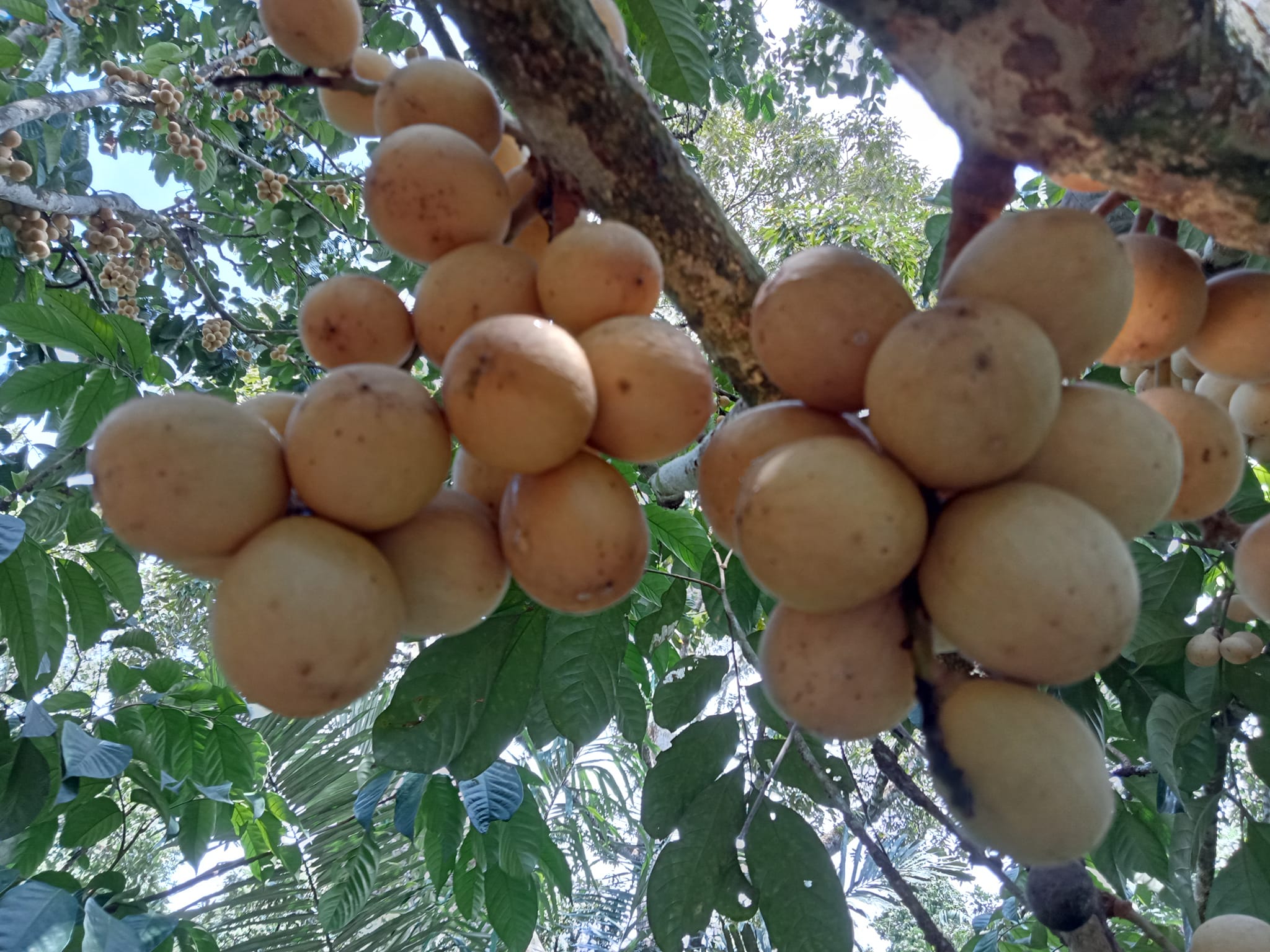 Duku Fruit Wallpapers - Top Free Duku Fruit Backgrounds - WallpaperAccess