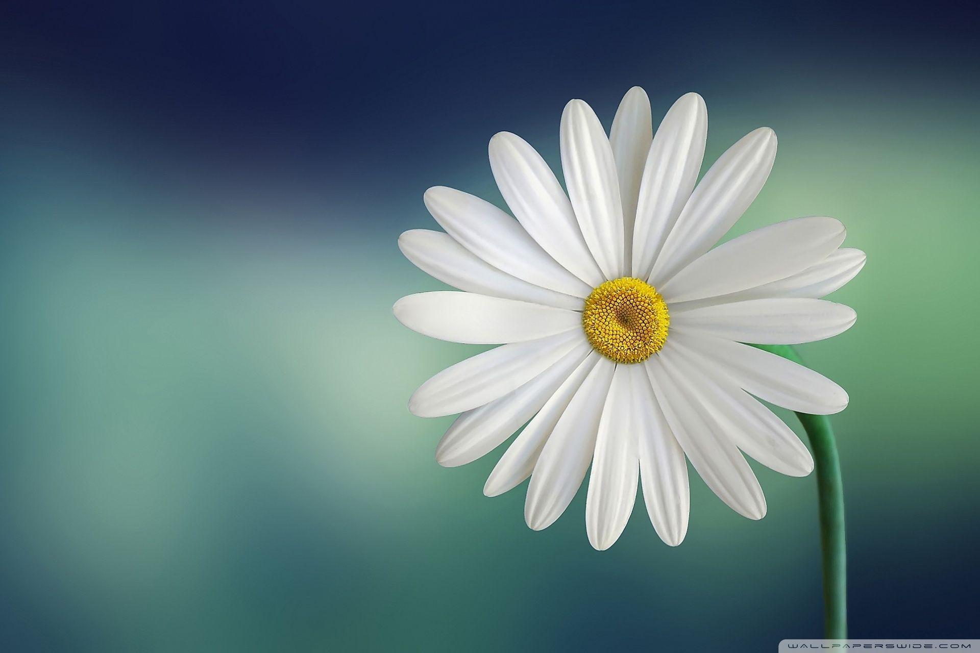 Daisy Flower Wallpapers - Top Free Daisy Flower Backgrounds ...