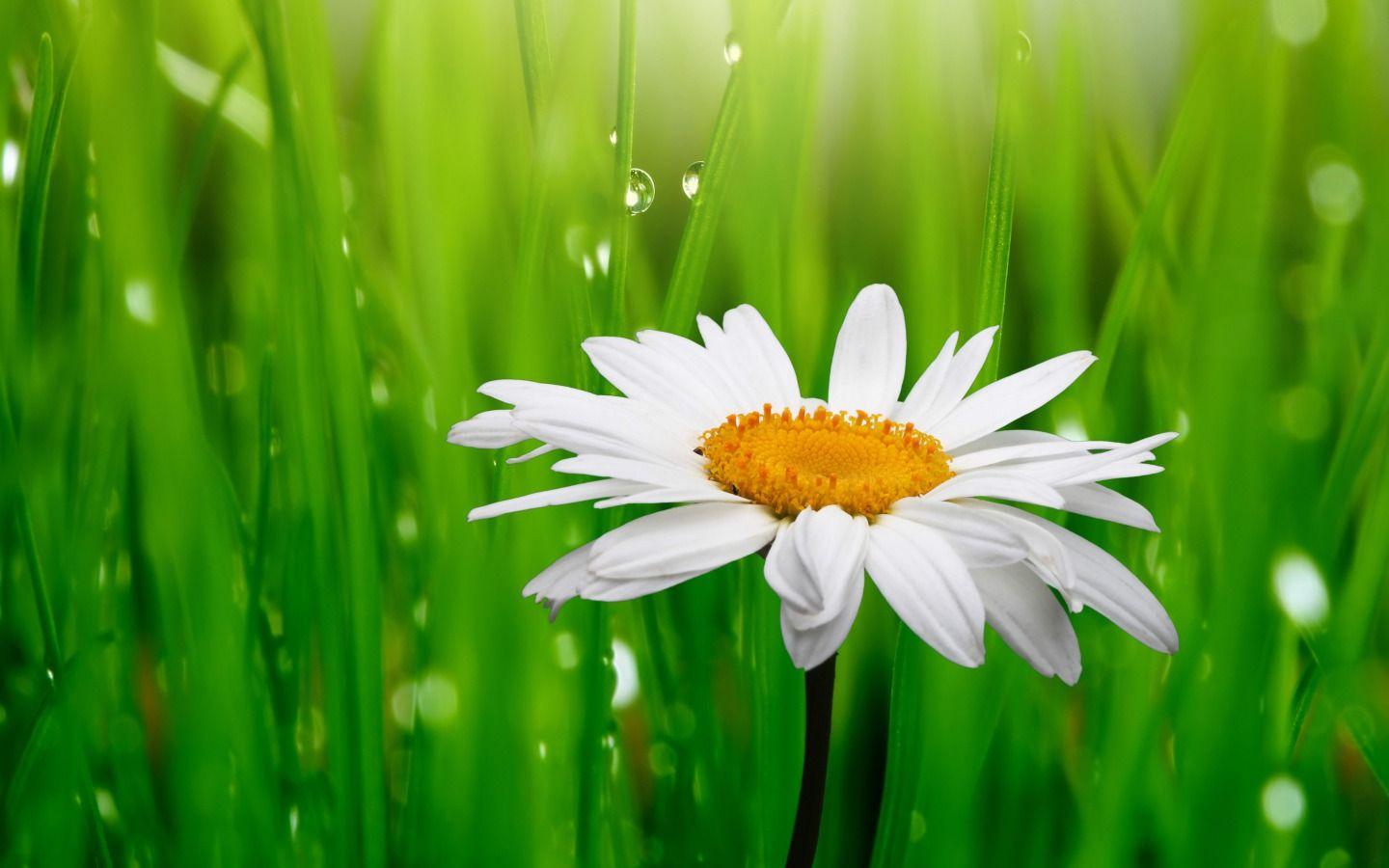 Daisy Flower Wallpapers - Top Free Daisy Flower Backgrounds ...