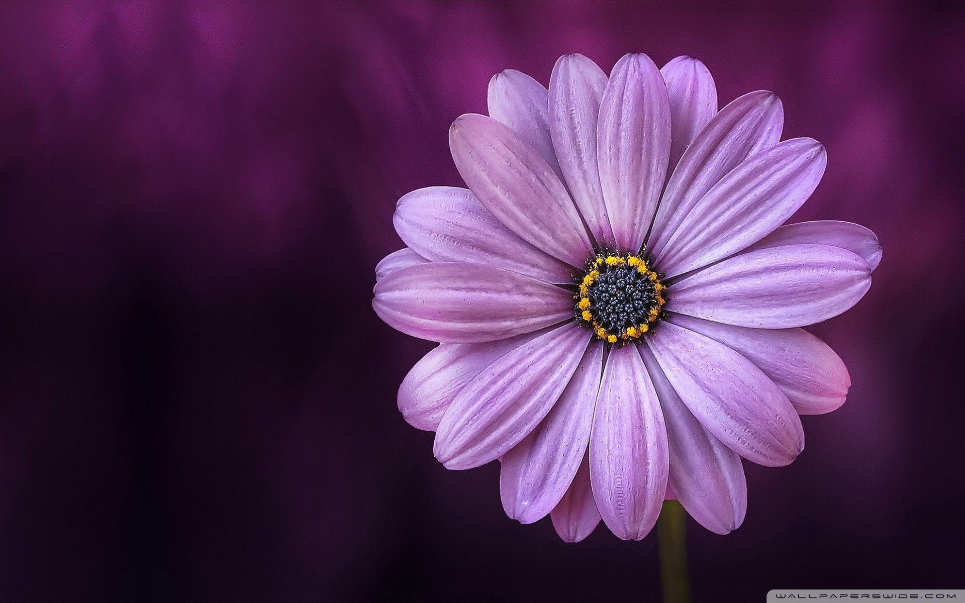 Daisy Flower Wallpapers - Top Free Daisy Flower Backgrounds ...