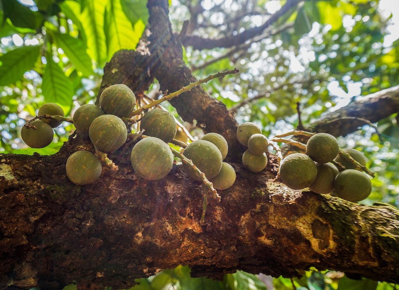 Duku Fruit Wallpapers - Top Free Duku Fruit Backgrounds - WallpaperAccess
