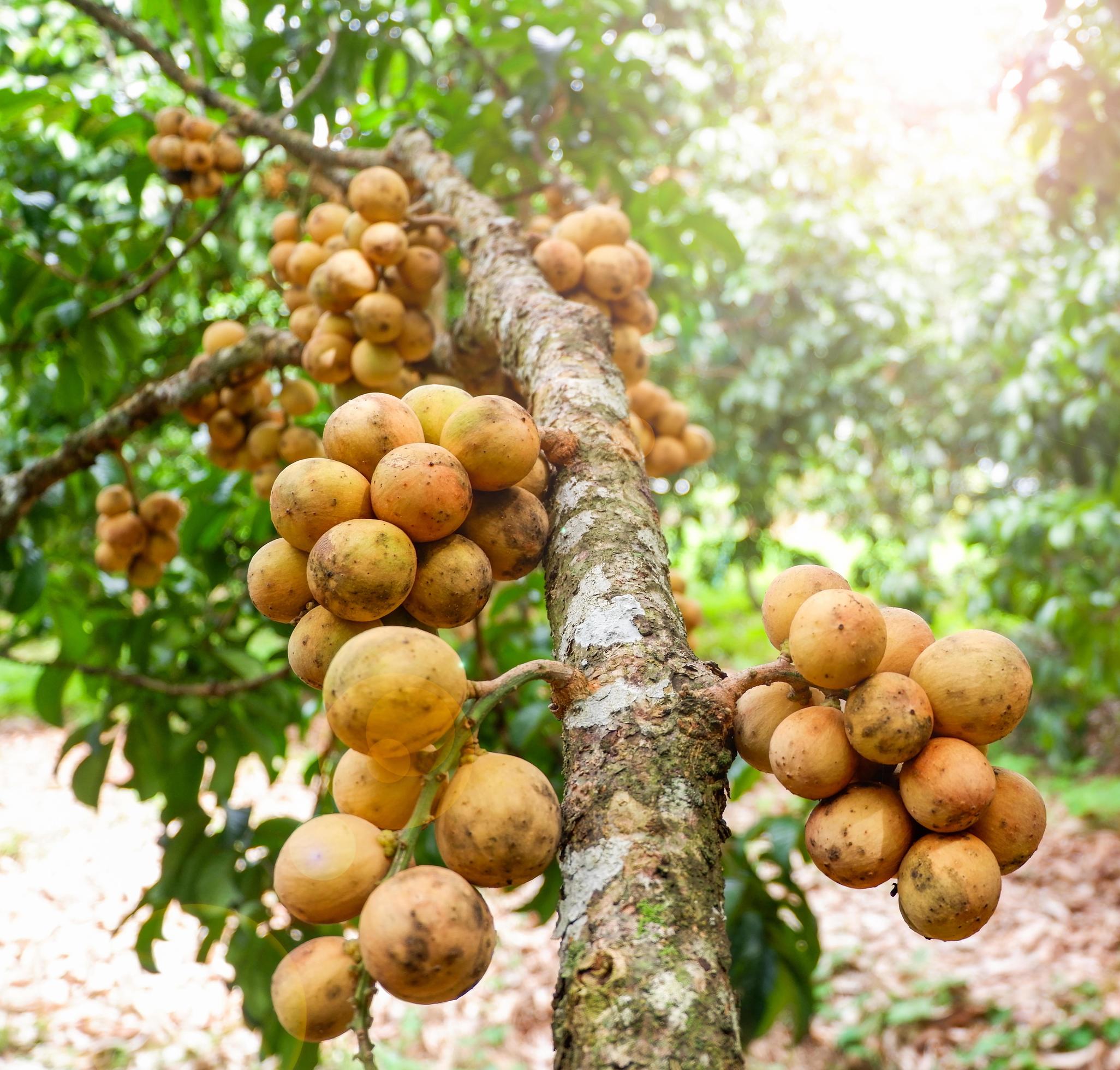 Duku Fruit Wallpapers - Top Free Duku Fruit Backgrounds - WallpaperAccess