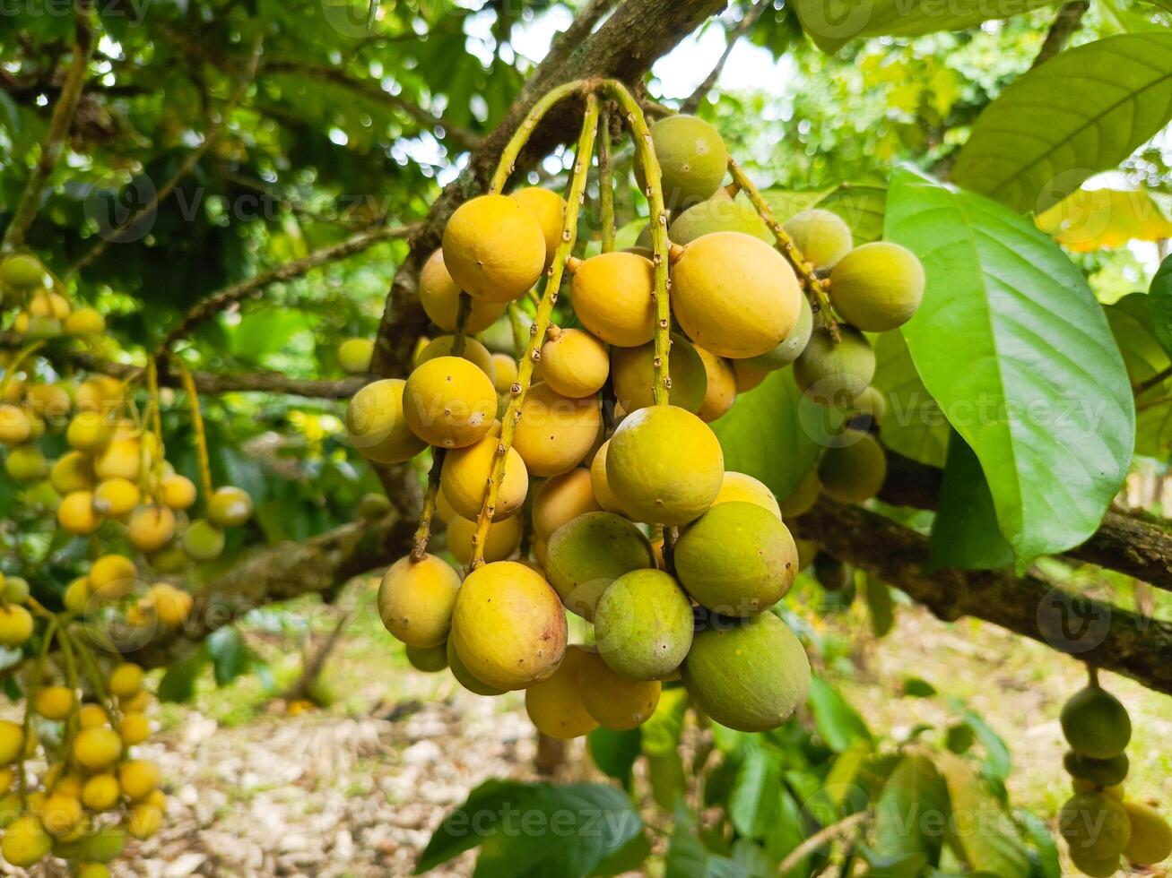 Duku Fruit Wallpapers - Top Free Duku Fruit Backgrounds - WallpaperAccess
