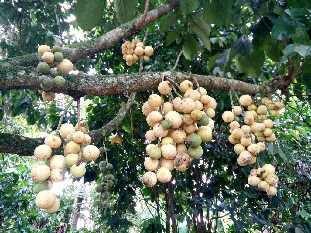Duku Fruit Wallpapers - Top Free Duku Fruit Backgrounds - WallpaperAccess