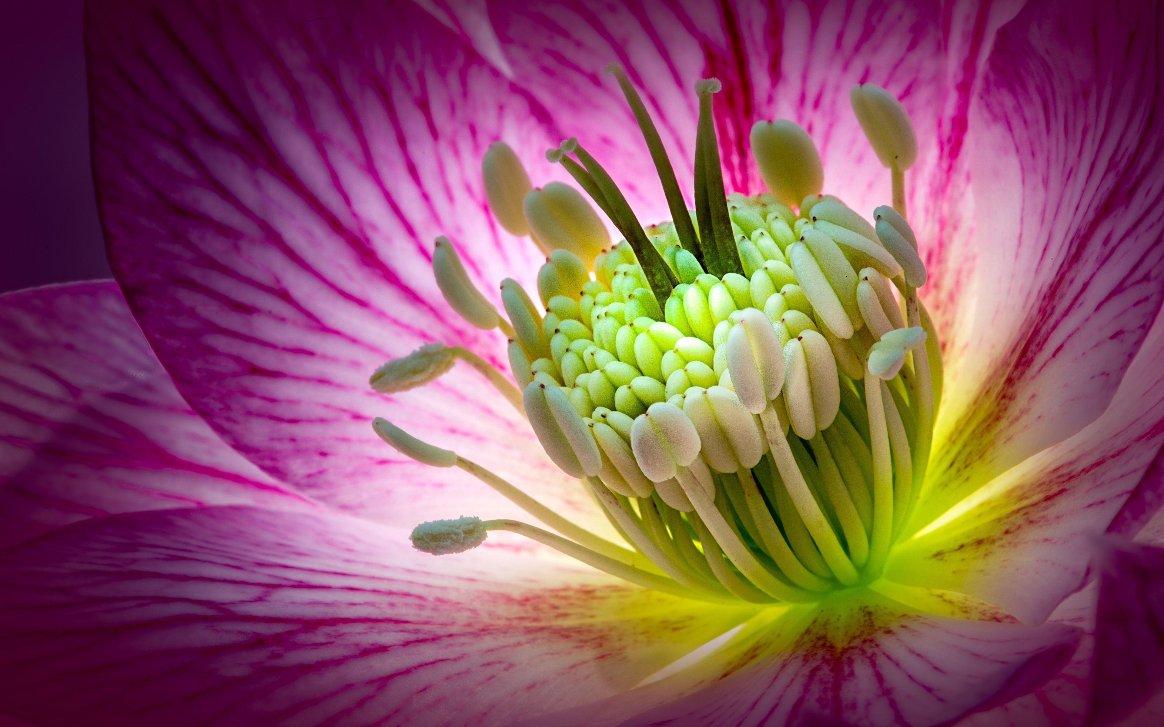 Flower Photography Wallpapers - Top Free Flower Photography Backgrounds ...