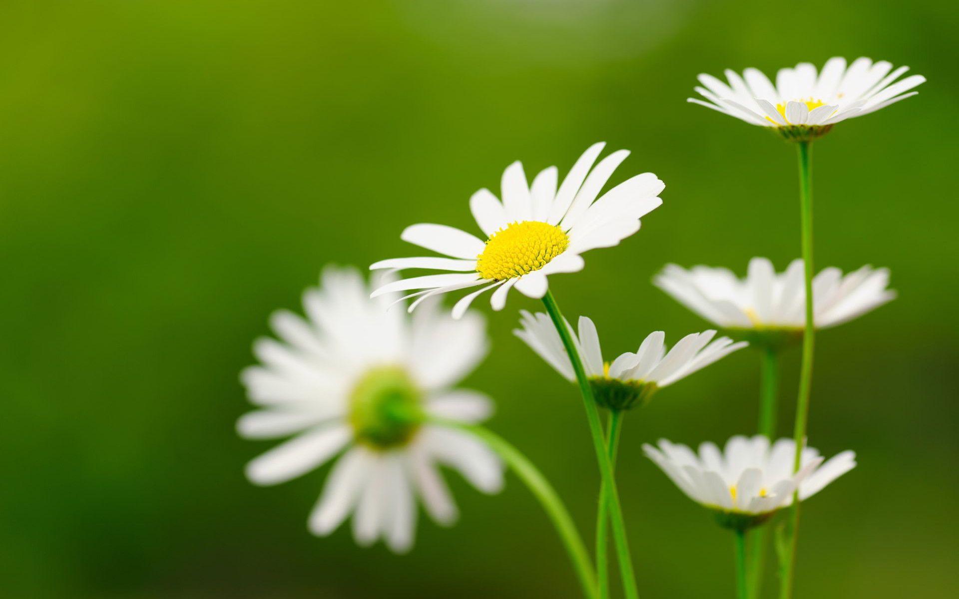 Daisy Flower Wallpapers - Top Free Daisy Flower Backgrounds ...