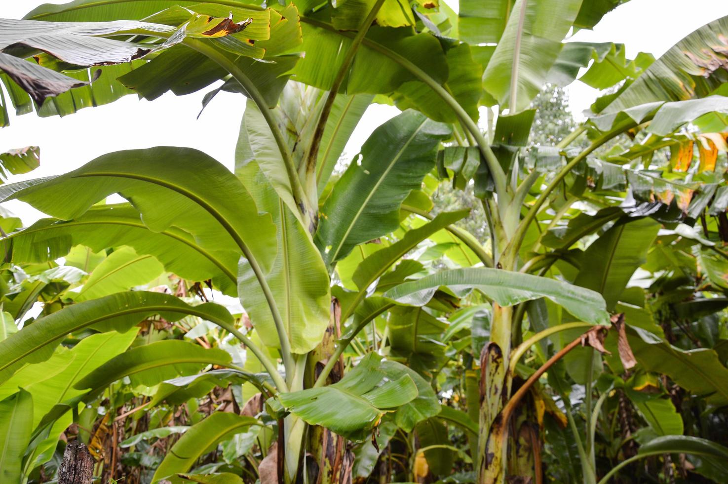 Banana Plant Wallpapers - Top Free Banana Plant Backgrounds ...