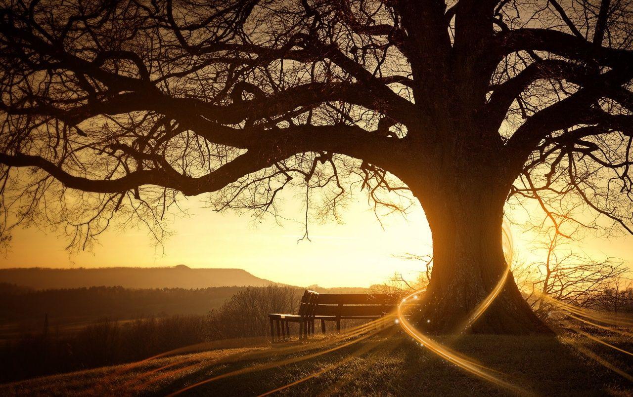 Tree Alone Wallpapers - Top Free Tree Alone Backgrounds - WallpaperAccess