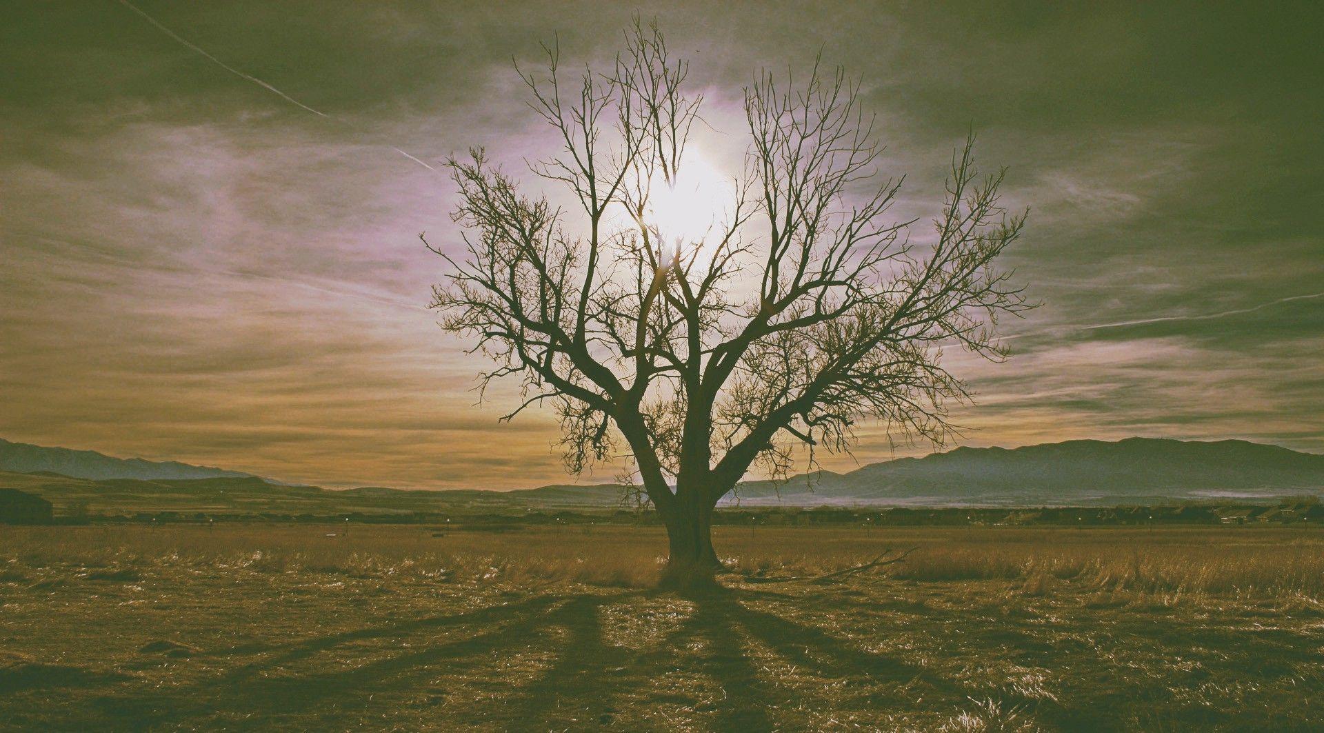 Tree Alone Wallpapers - Top Free Tree Alone Backgrounds - WallpaperAccess