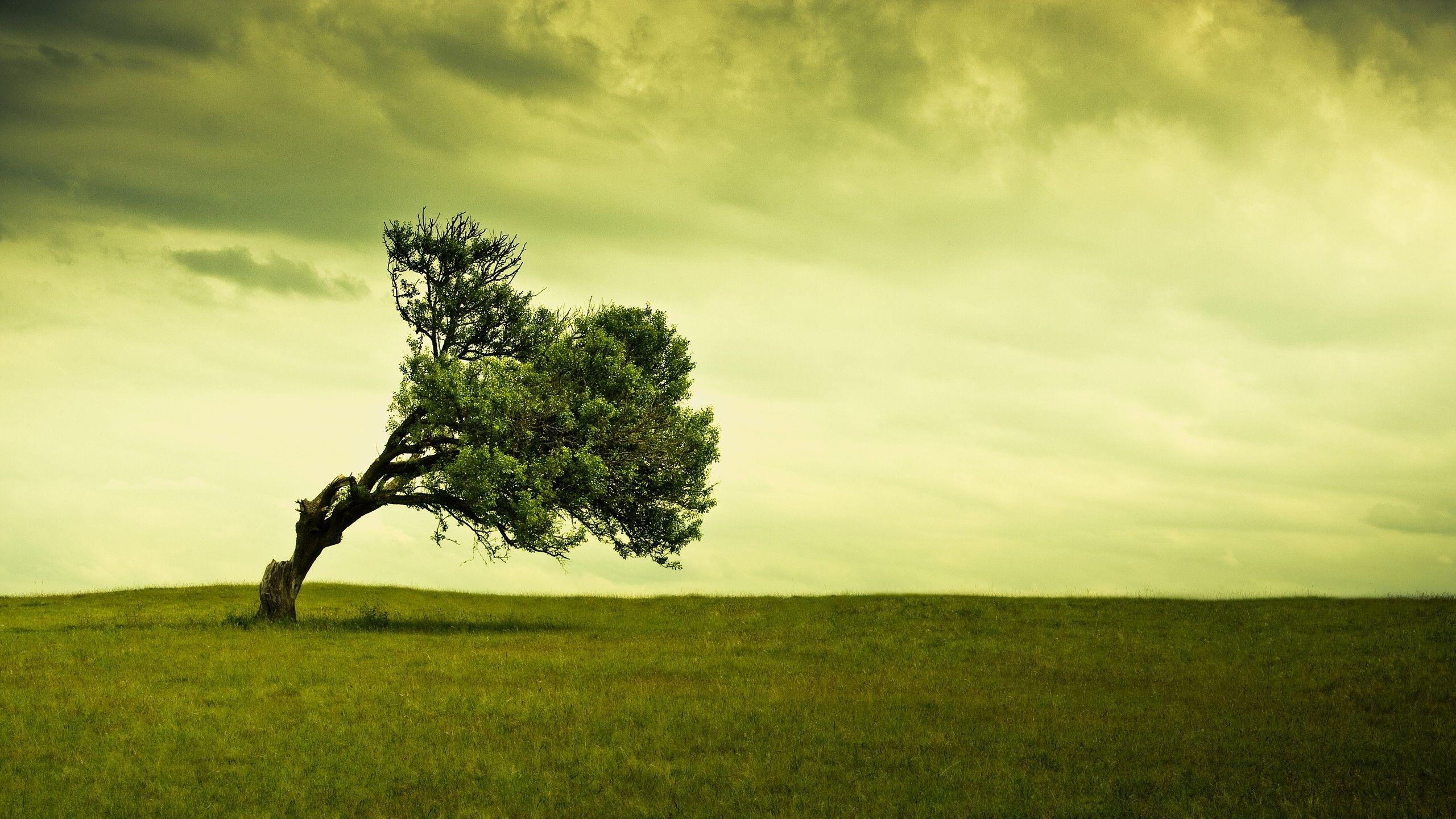 Tree Alone Wallpapers - Top Free Tree Alone Backgrounds - WallpaperAccess