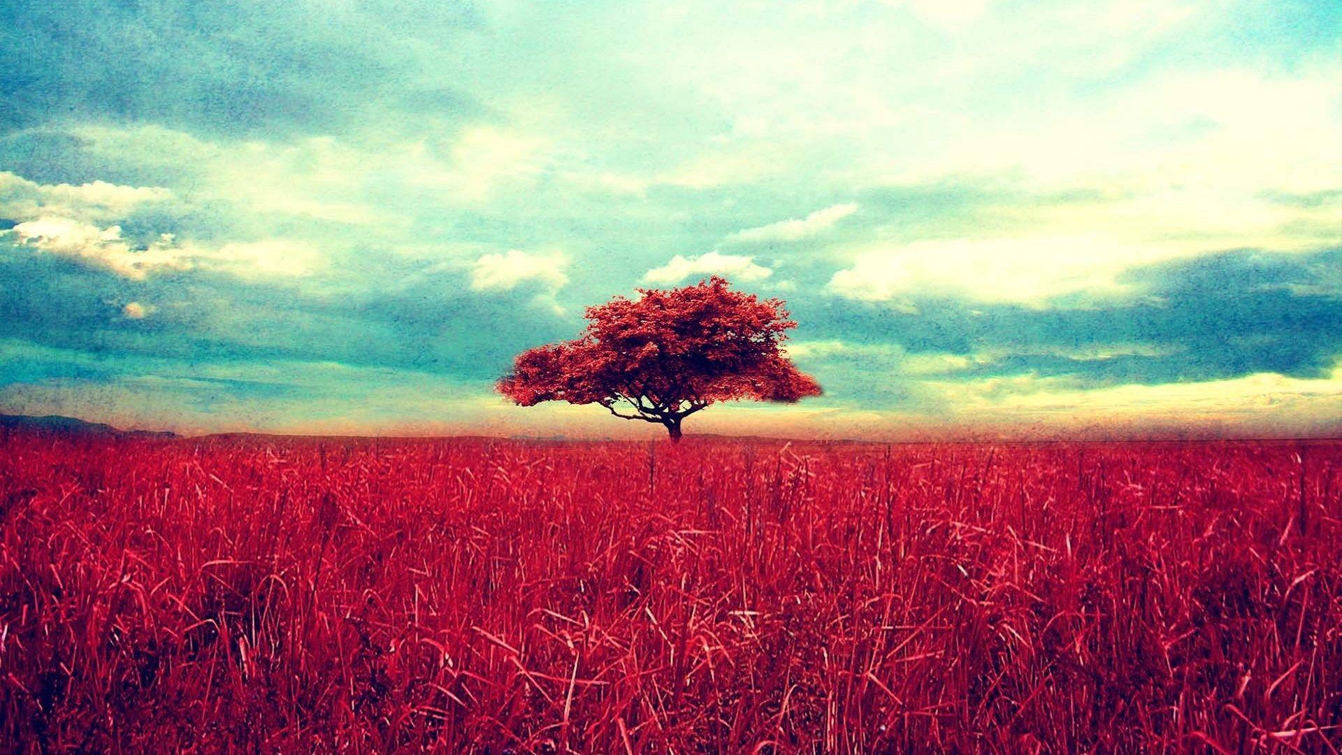 Tree Alone Wallpapers - Top Free Tree Alone Backgrounds - WallpaperAccess