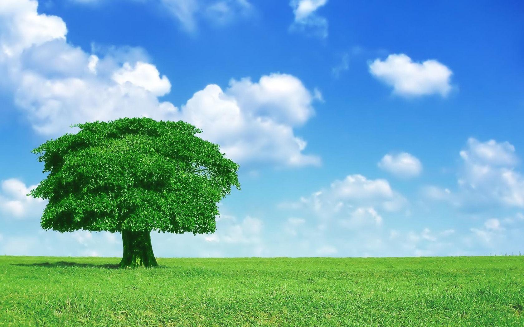 Tree Alone Wallpapers - Top Free Tree Alone Backgrounds - WallpaperAccess