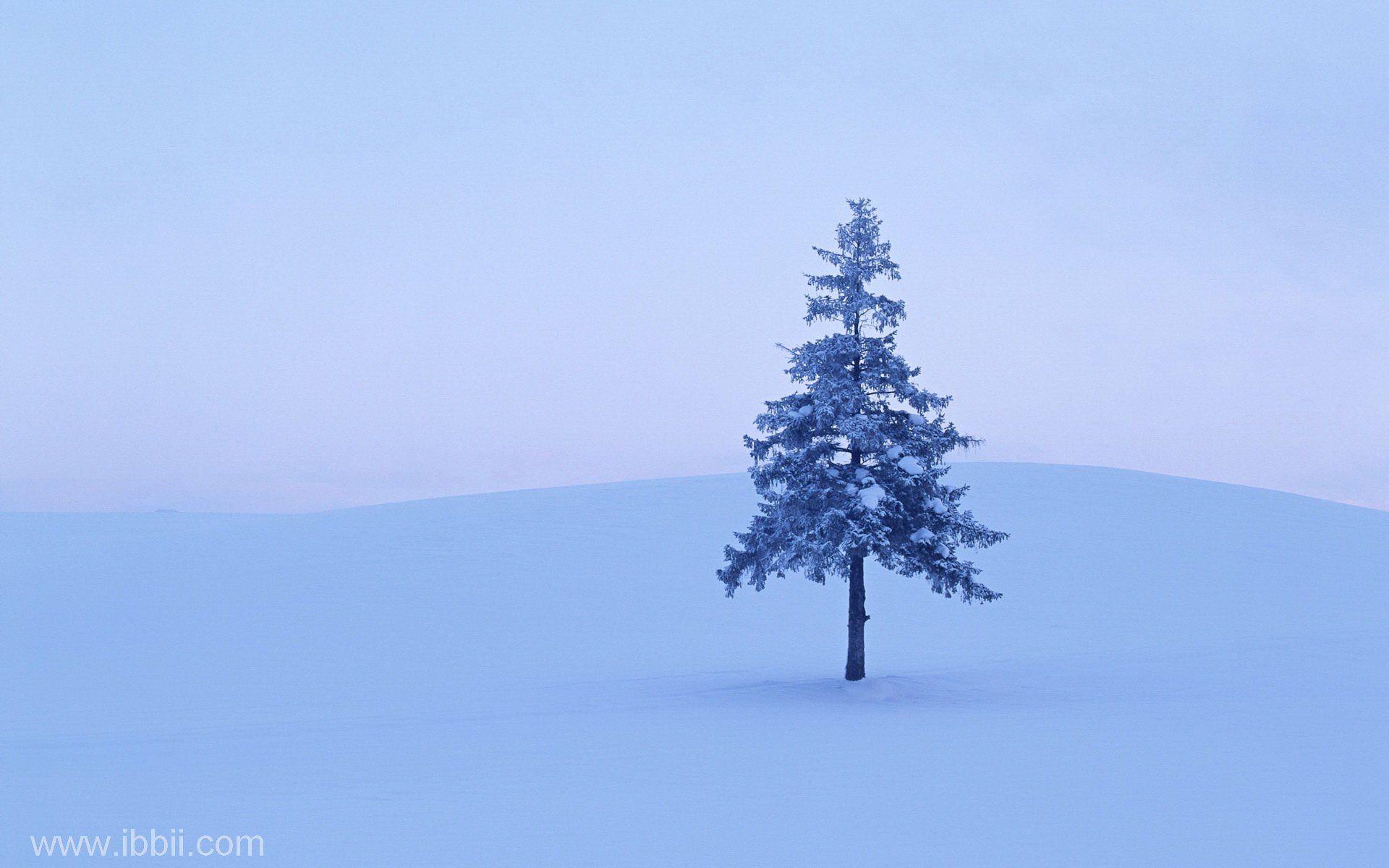 Tree Alone Wallpapers - Top Free Tree Alone Backgrounds - WallpaperAccess