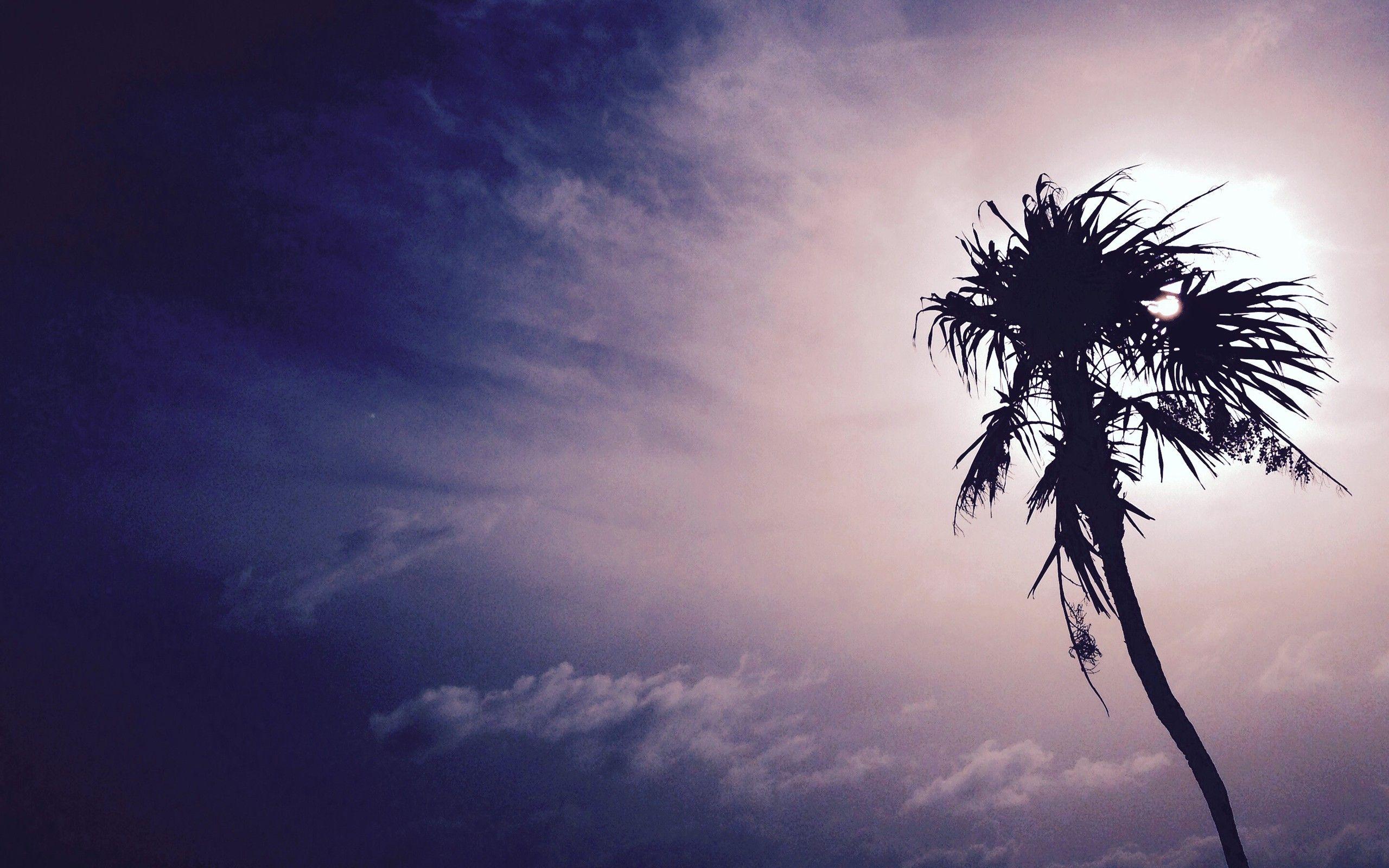 Tree Alone Wallpapers - Top Free Tree Alone Backgrounds - WallpaperAccess