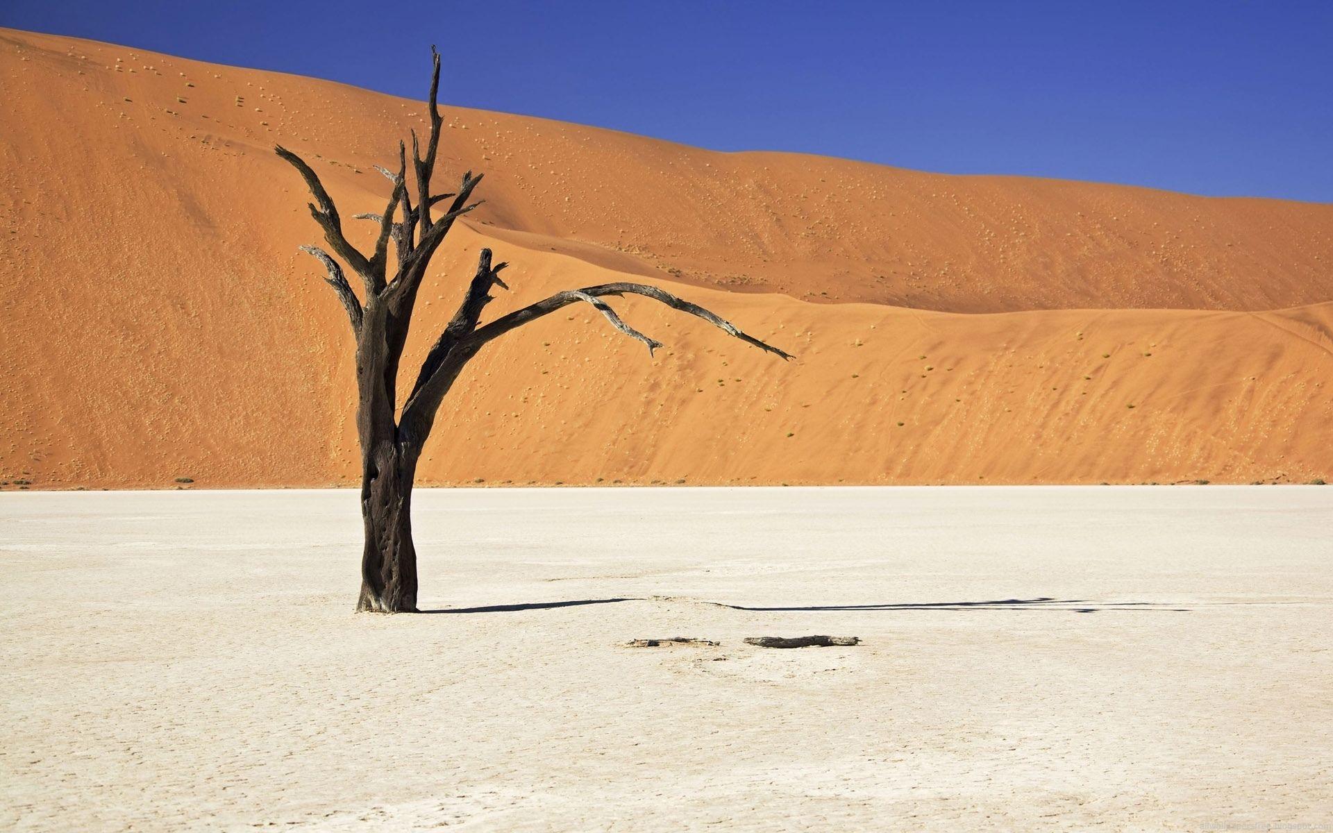 Tree Alone Wallpapers - Top Free Tree Alone Backgrounds - WallpaperAccess