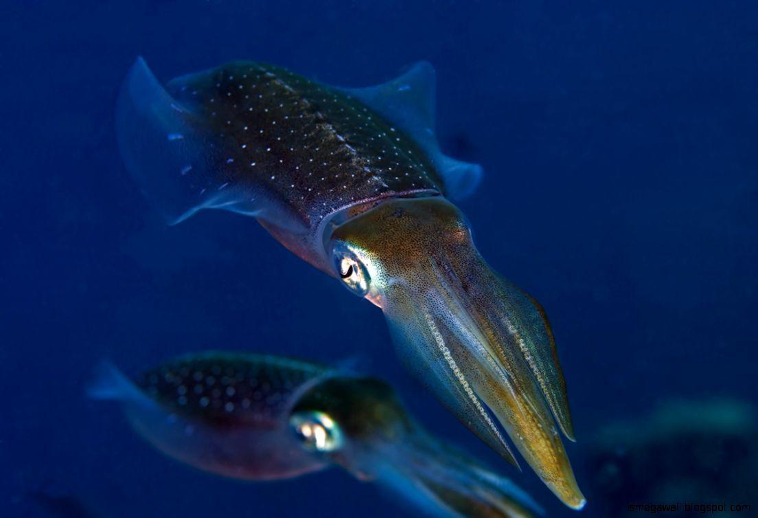 Squid Wallpapers - Top Free Squid Backgrounds - WallpaperAccess