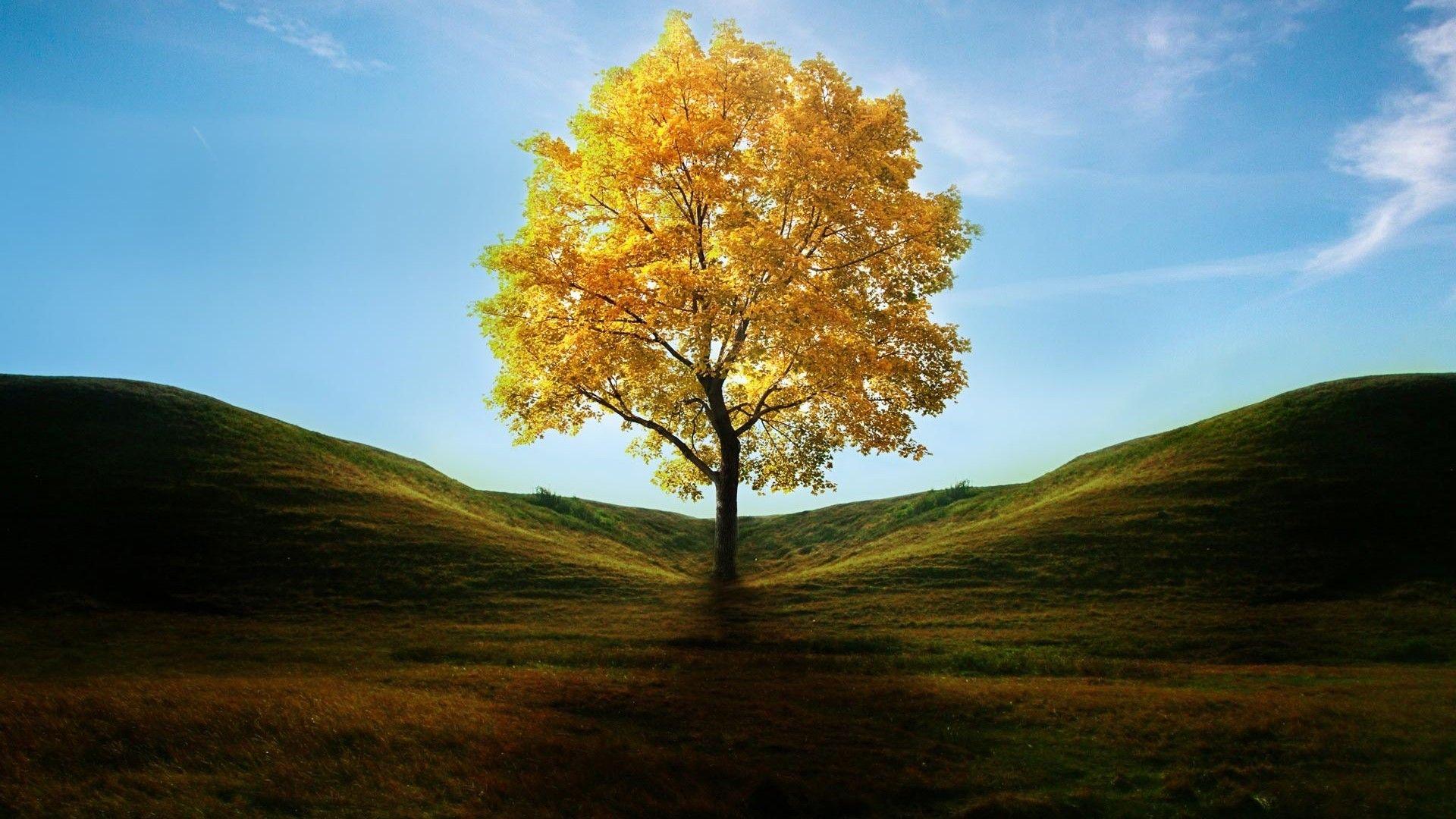 HD Tree Wallpapers - Top Free HD Tree Backgrounds - WallpaperAccess