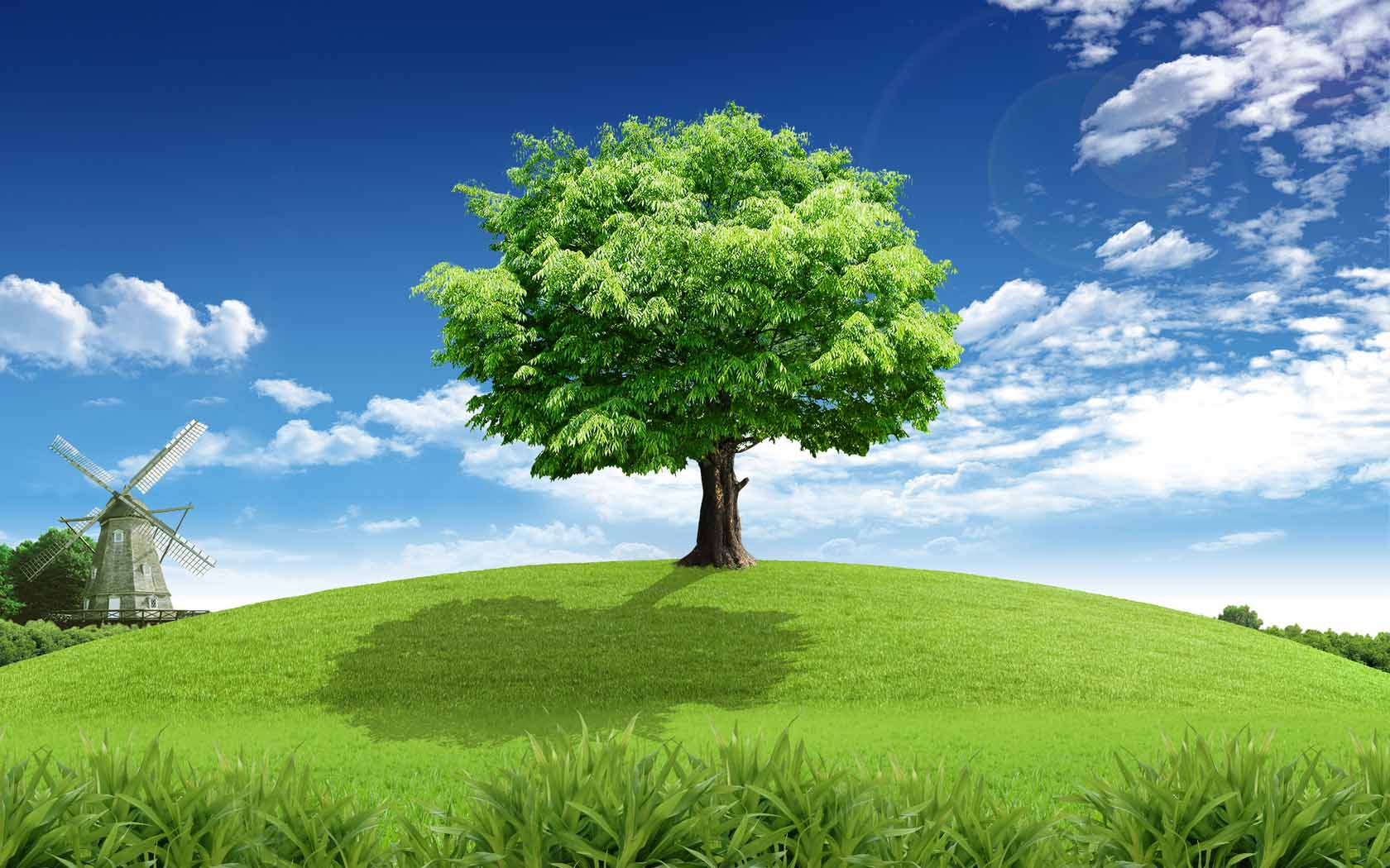 Tree HD Wallpapers - Top Free Tree HD Backgrounds - WallpaperAccess