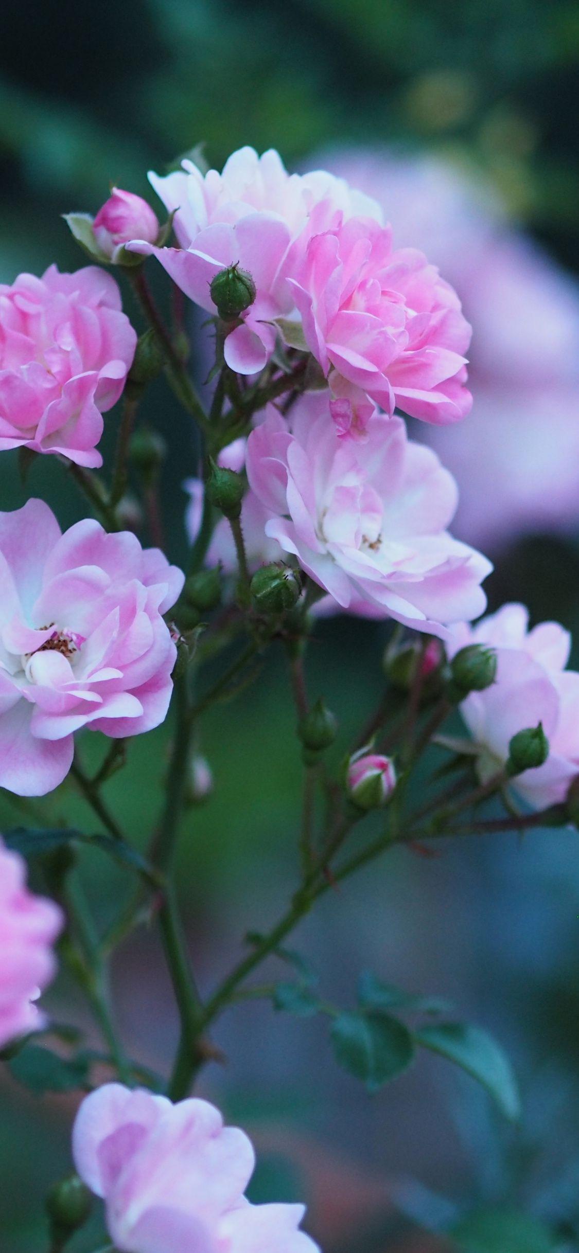 Pink Flower iPhone Wallpapers - Top Free Pink Flower iPhone Backgrounds ...