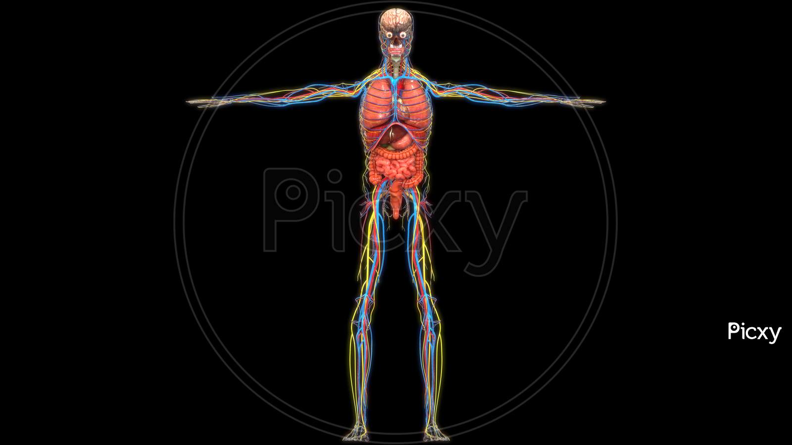 Human Organs Wallpapers - Top Free Human Organs Backgrounds ...