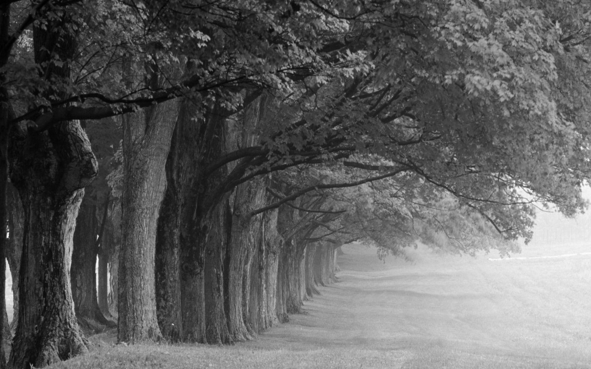 Cool Black and White Tree Wallpapers - Top Free Cool Black and White ...