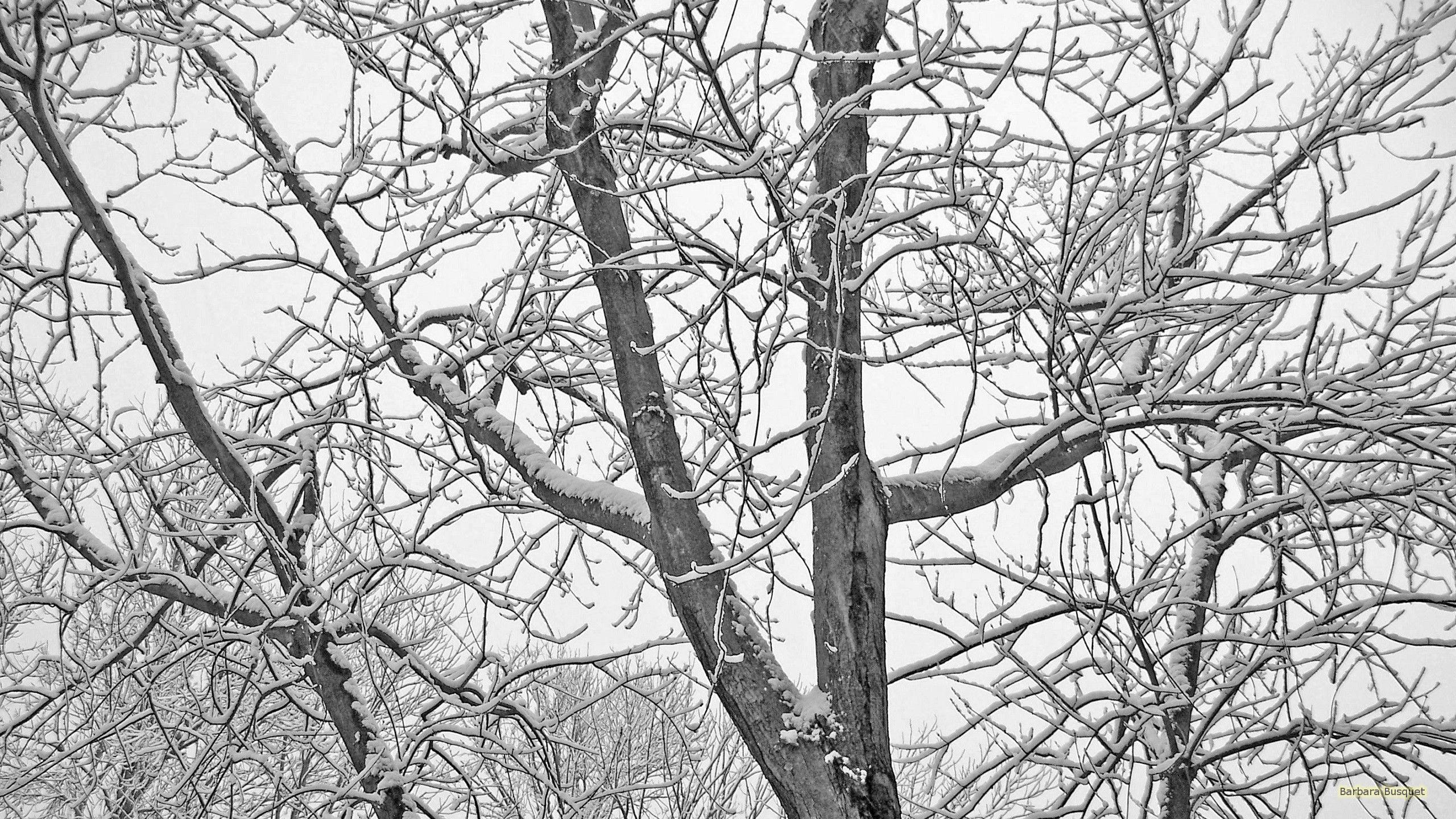 Black and White Winter Wallpapers - Top Free Black and White Winter ...