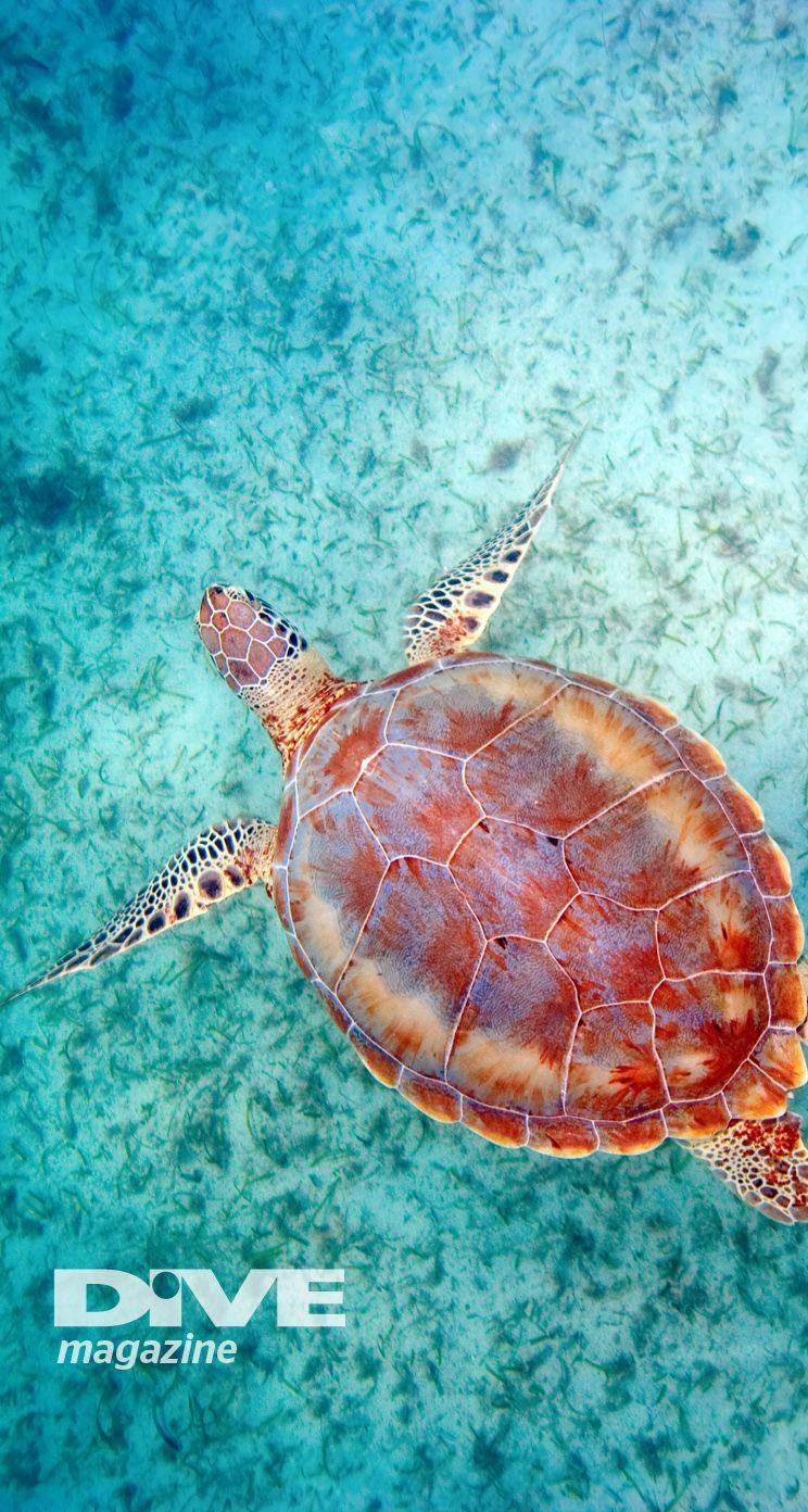 Save The Turtles Wallpapers - Top Free Save The Turtles Backgrounds ...