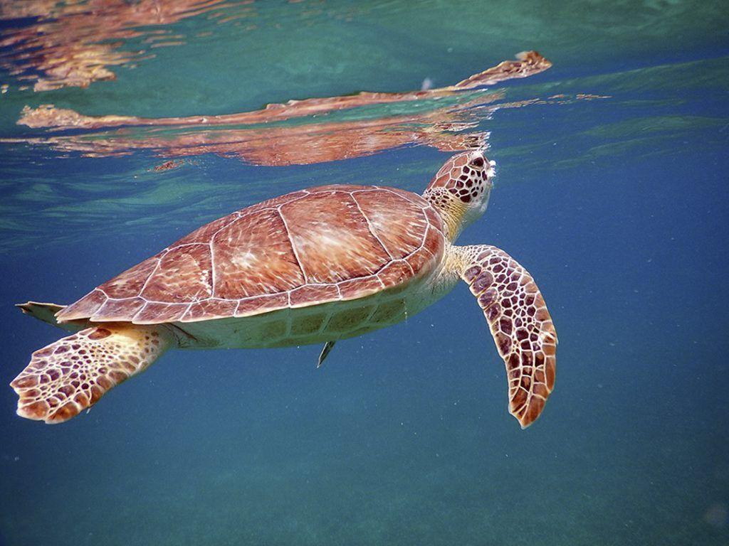 Save The Turtles Wallpapers - Top Free Save The Turtles Backgrounds ...