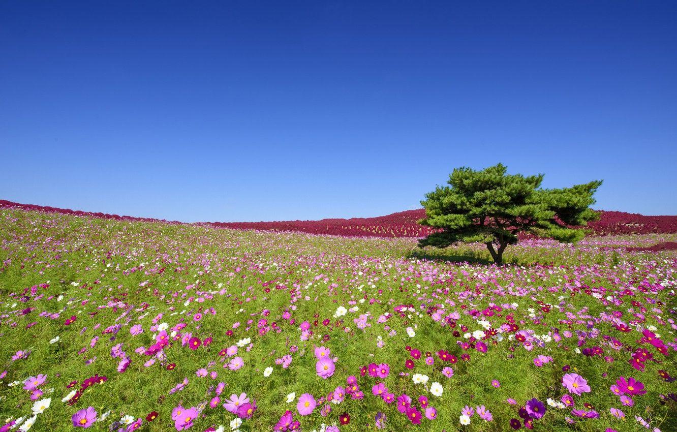 Hitachi Seaside Park Wallpapers - Top Free Hitachi Seaside Park ...