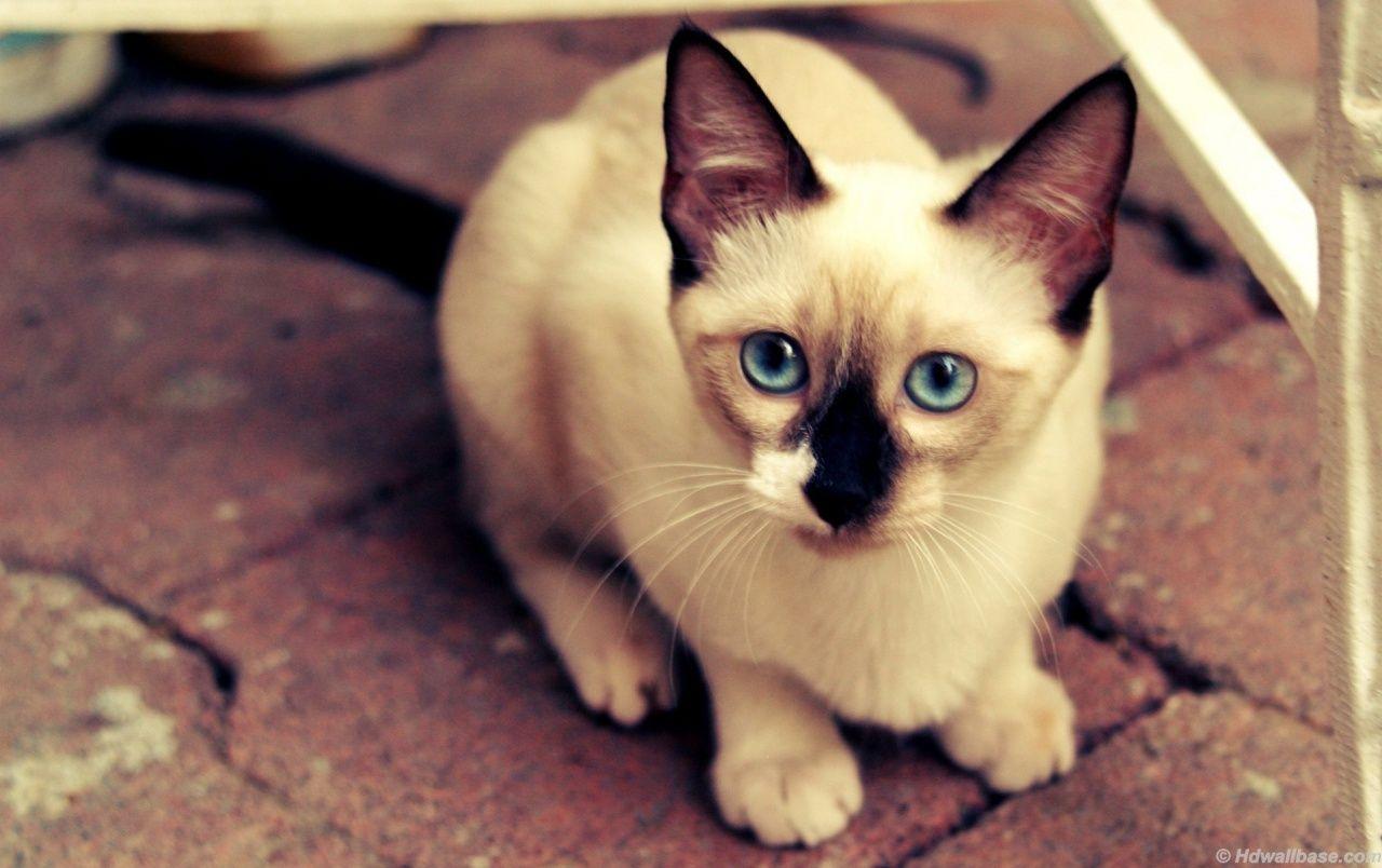 Siamese Cat Wallpapers - Top Free Siamese Cat Backgrounds - WallpaperAccess