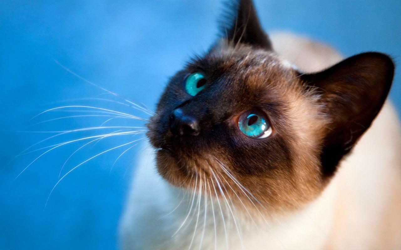 Siamese Cat Wallpapers - Top Free Siamese Cat Backgrounds - WallpaperAccess