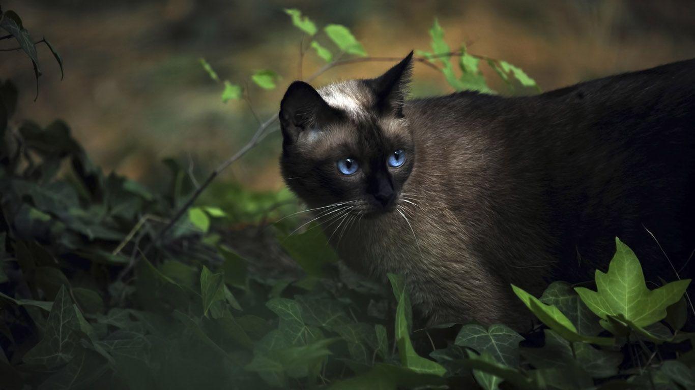 Siamese Cat Wallpapers - Top Free Siamese Cat Backgrounds - WallpaperAccess