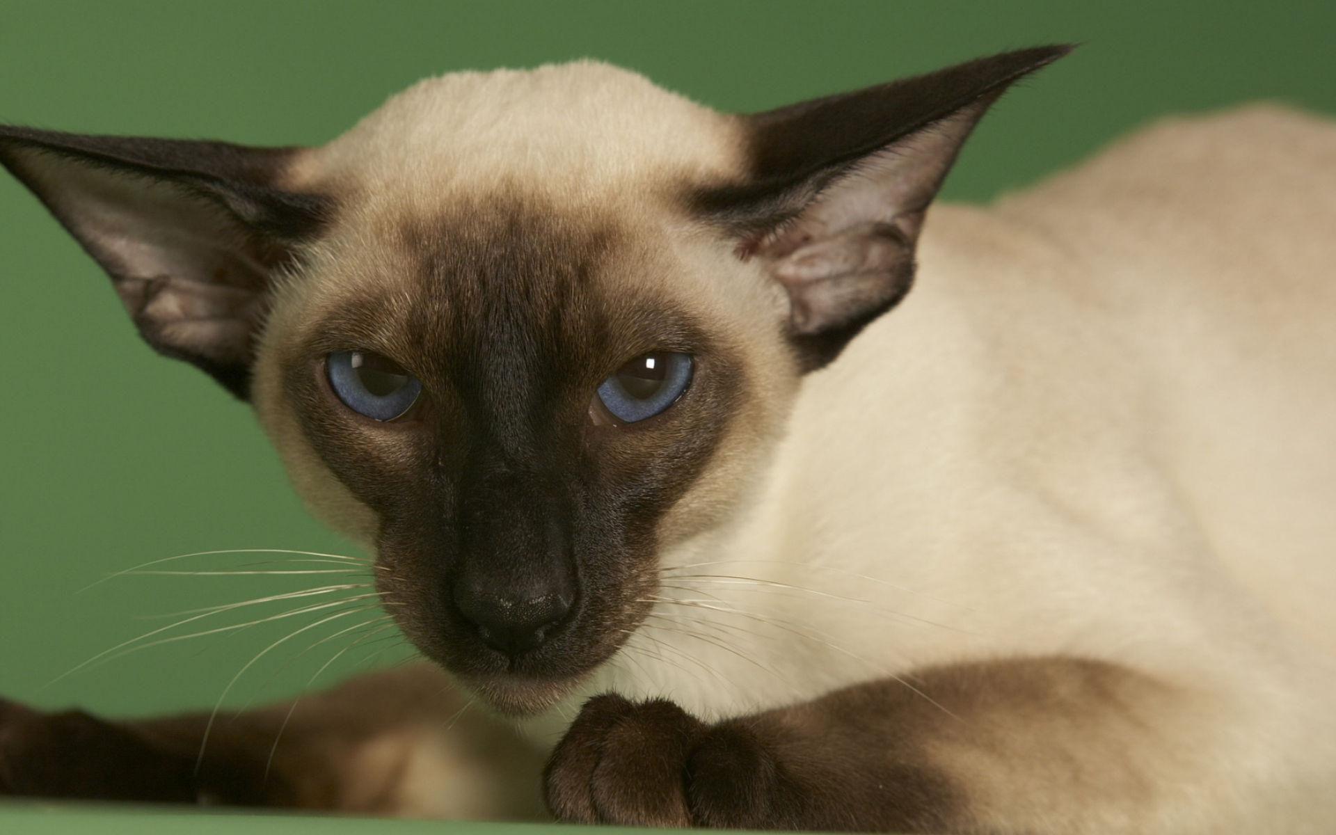 Siamese Cat Wallpapers - Top Free Siamese Cat Backgrounds - WallpaperAccess