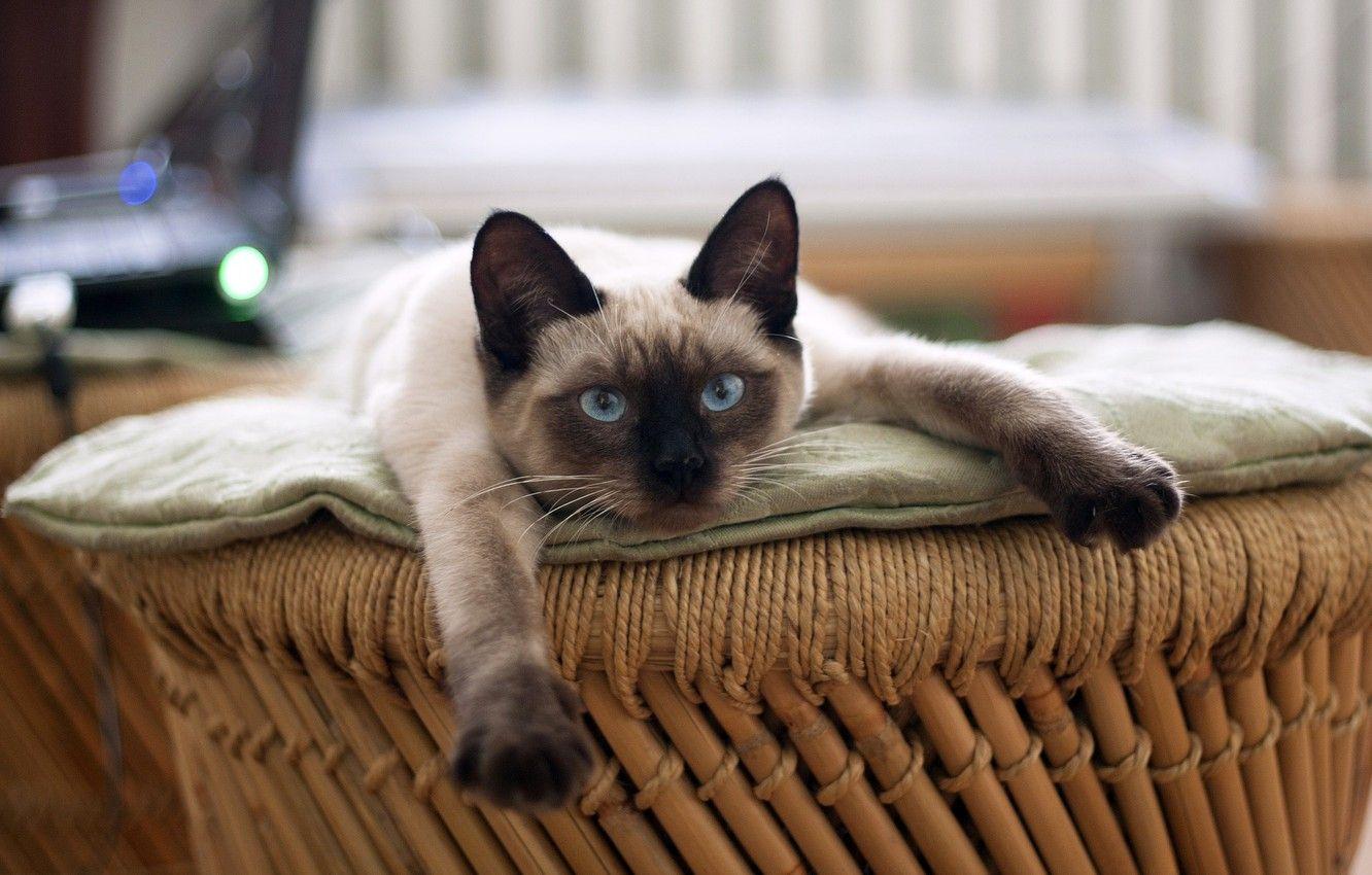 Siamese Cat Wallpapers - Top Free Siamese Cat Backgrounds - WallpaperAccess