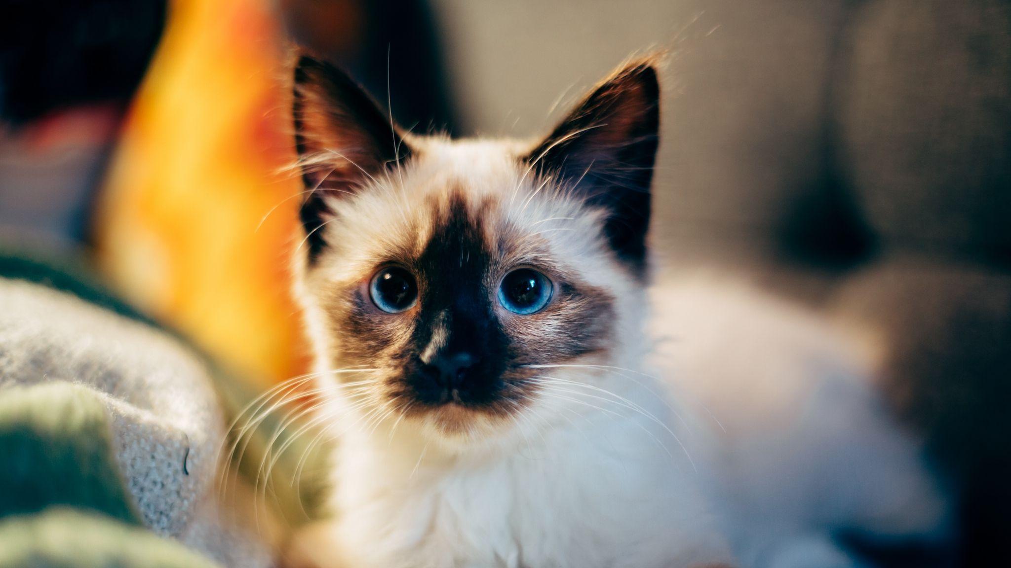Siamese Cat Wallpapers - Top Free Siamese Cat Backgrounds - WallpaperAccess