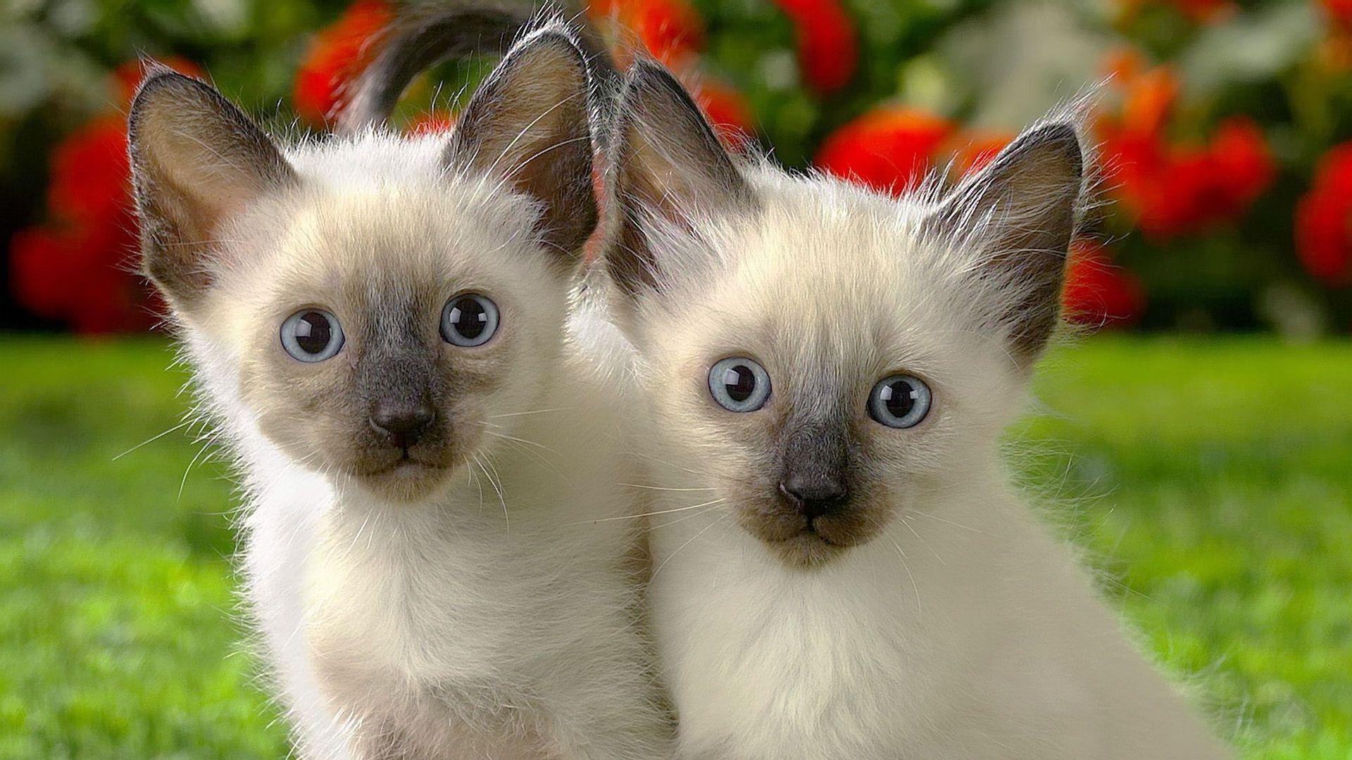 Siamese Cat Wallpapers - Top Free Siamese Cat Backgrounds - WallpaperAccess