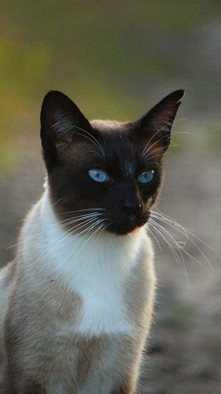 Siamese Cat Wallpapers - Top Free Siamese Cat Backgrounds - WallpaperAccess