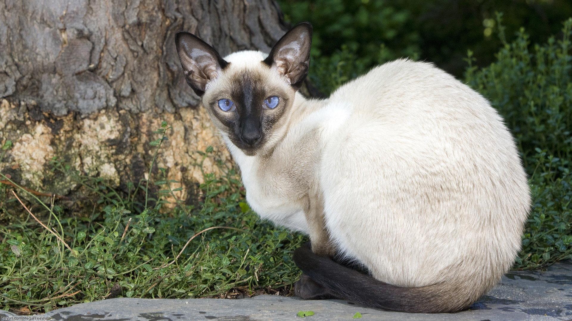 Siamese Cat Wallpapers - Top Free Siamese Cat Backgrounds - WallpaperAccess