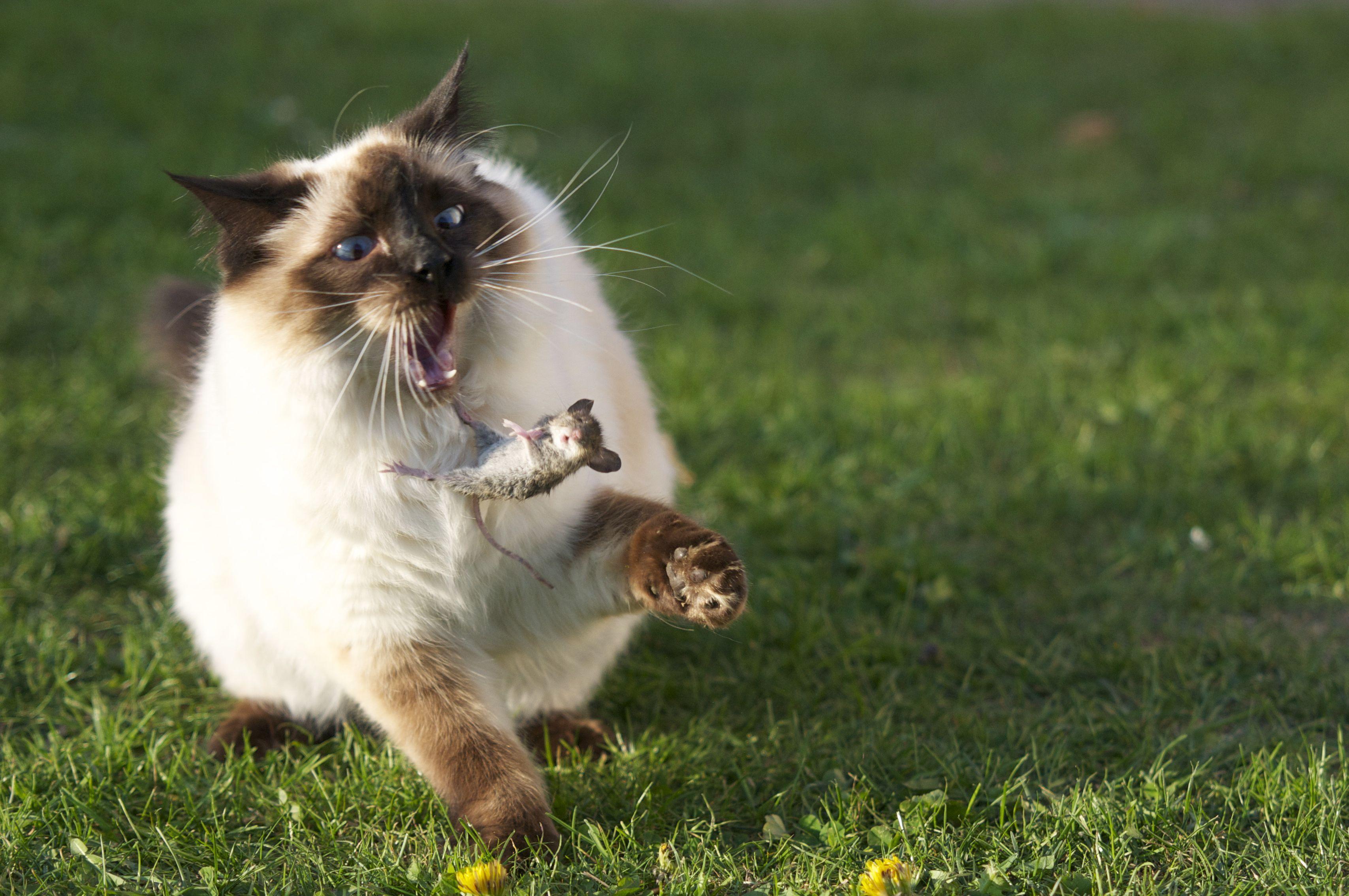 Siamese Cat Wallpapers - Top Free Siamese Cat Backgrounds - WallpaperAccess