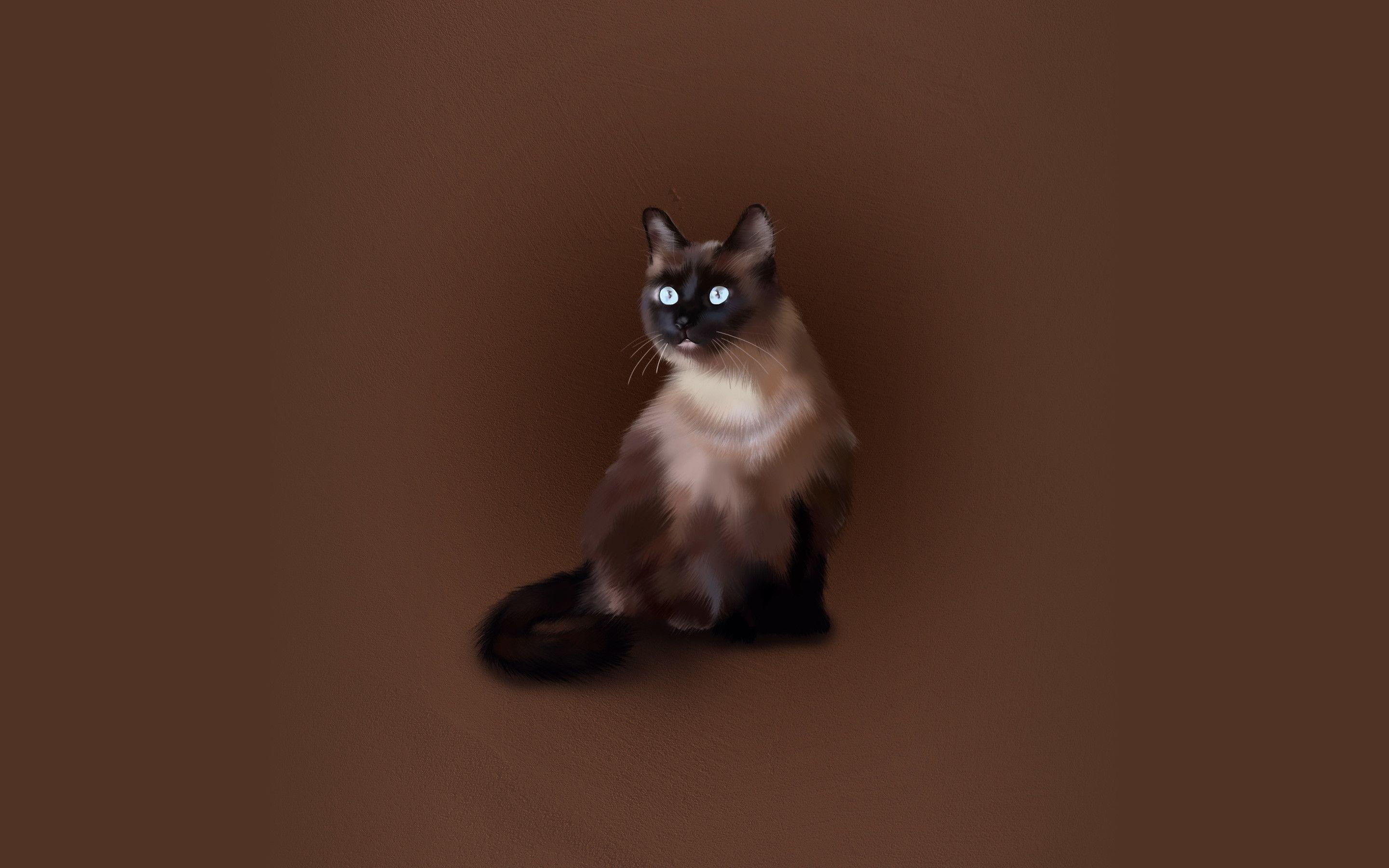 Siamese Cat Wallpapers - Top Free Siamese Cat Backgrounds - WallpaperAccess
