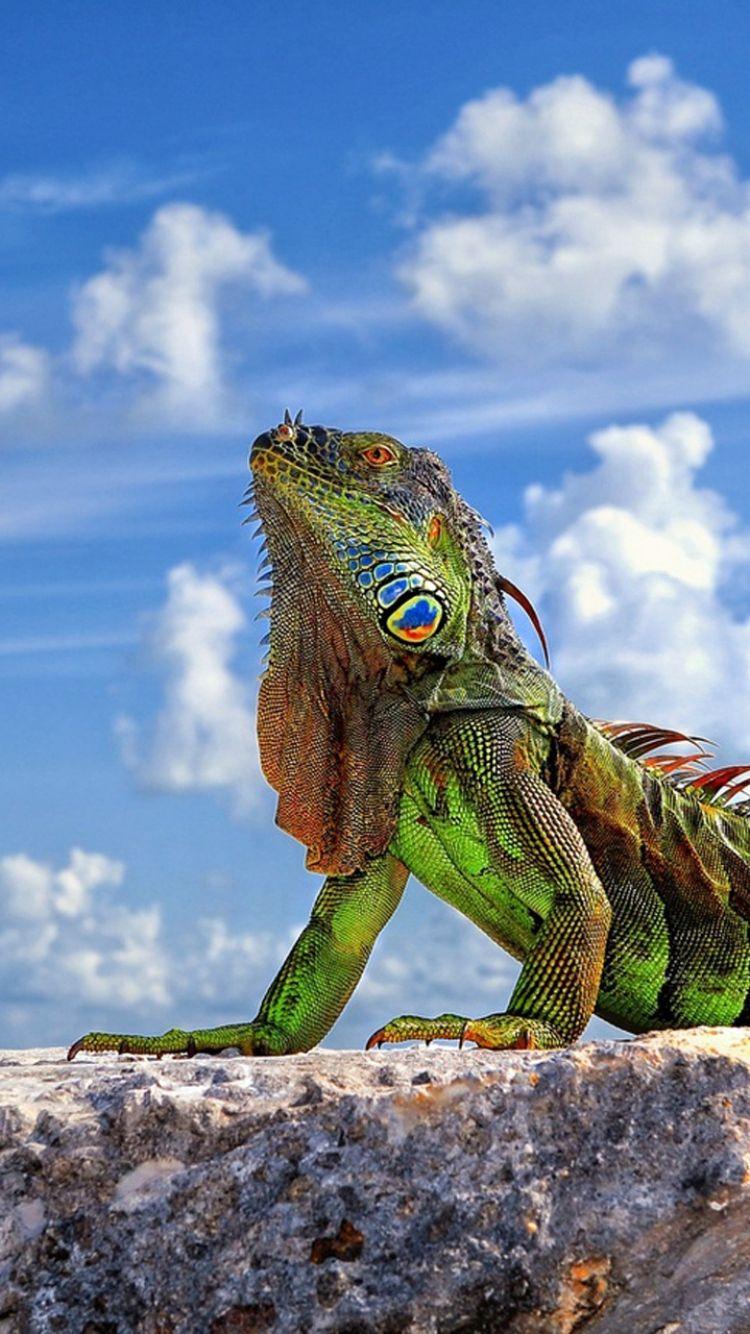 Iguana Wallpapers - Top Free Iguana Backgrounds - WallpaperAccess