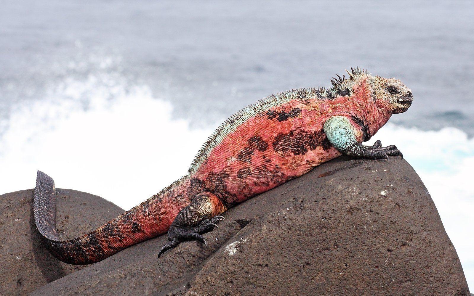 Iguana Wallpapers - Top Free Iguana Backgrounds - WallpaperAccess