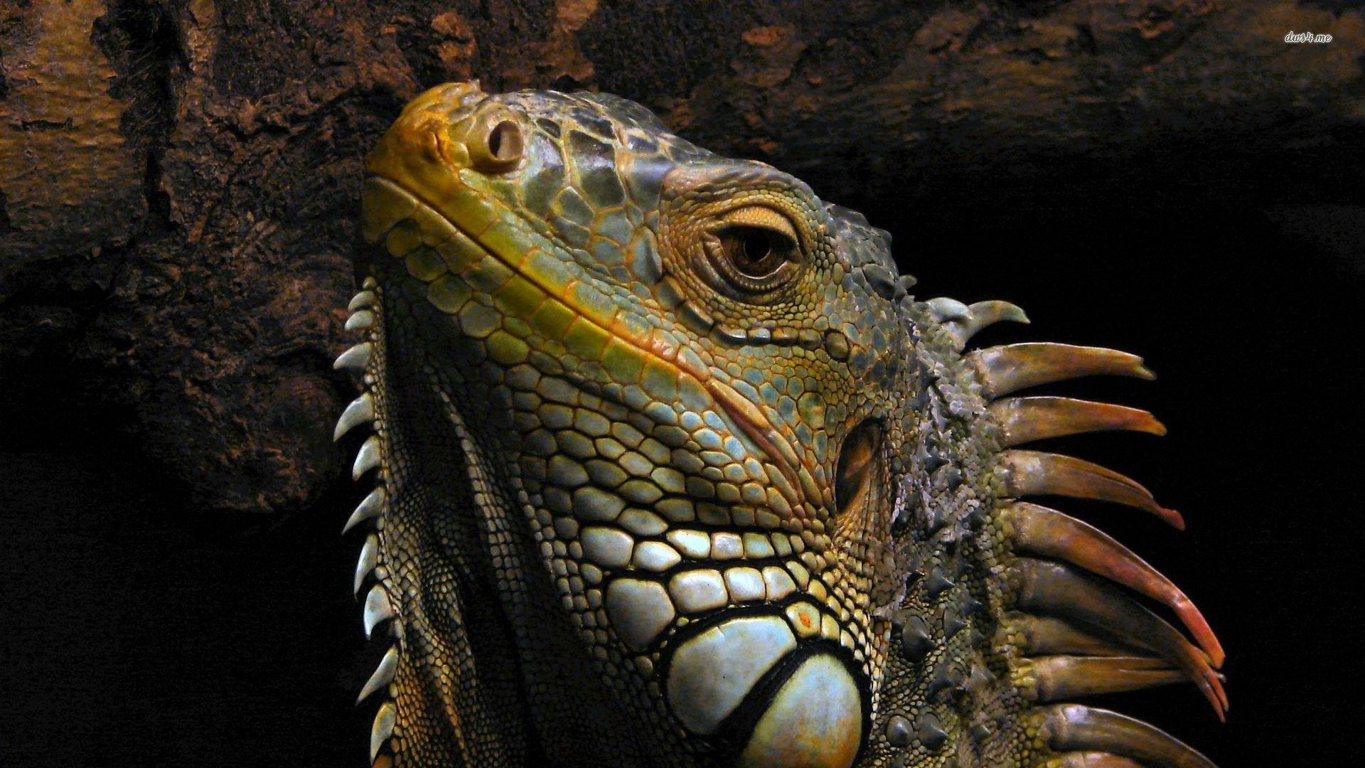 Iguana Wallpapers - Top Free Iguana Backgrounds - WallpaperAccess