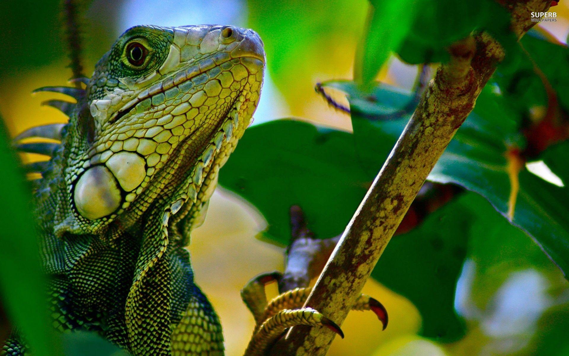 Iguana Wallpapers - Top Free Iguana Backgrounds - WallpaperAccess