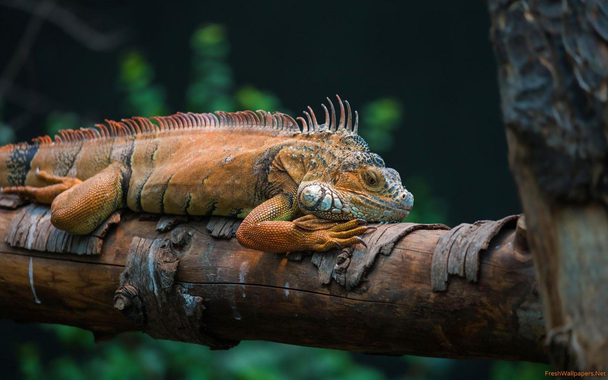 Iguana Wallpapers - Top Free Iguana Backgrounds - WallpaperAccess