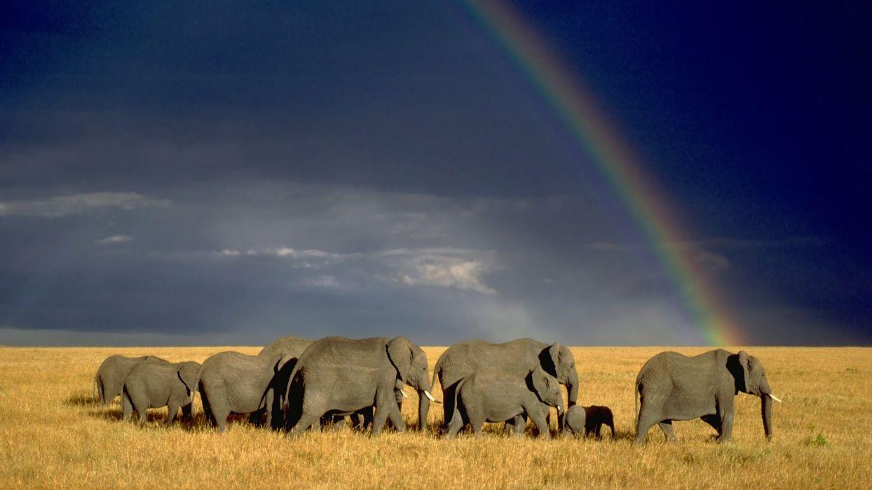 Elephant Landscape Wallpapers - Top Free Elephant Landscape Backgrounds ...