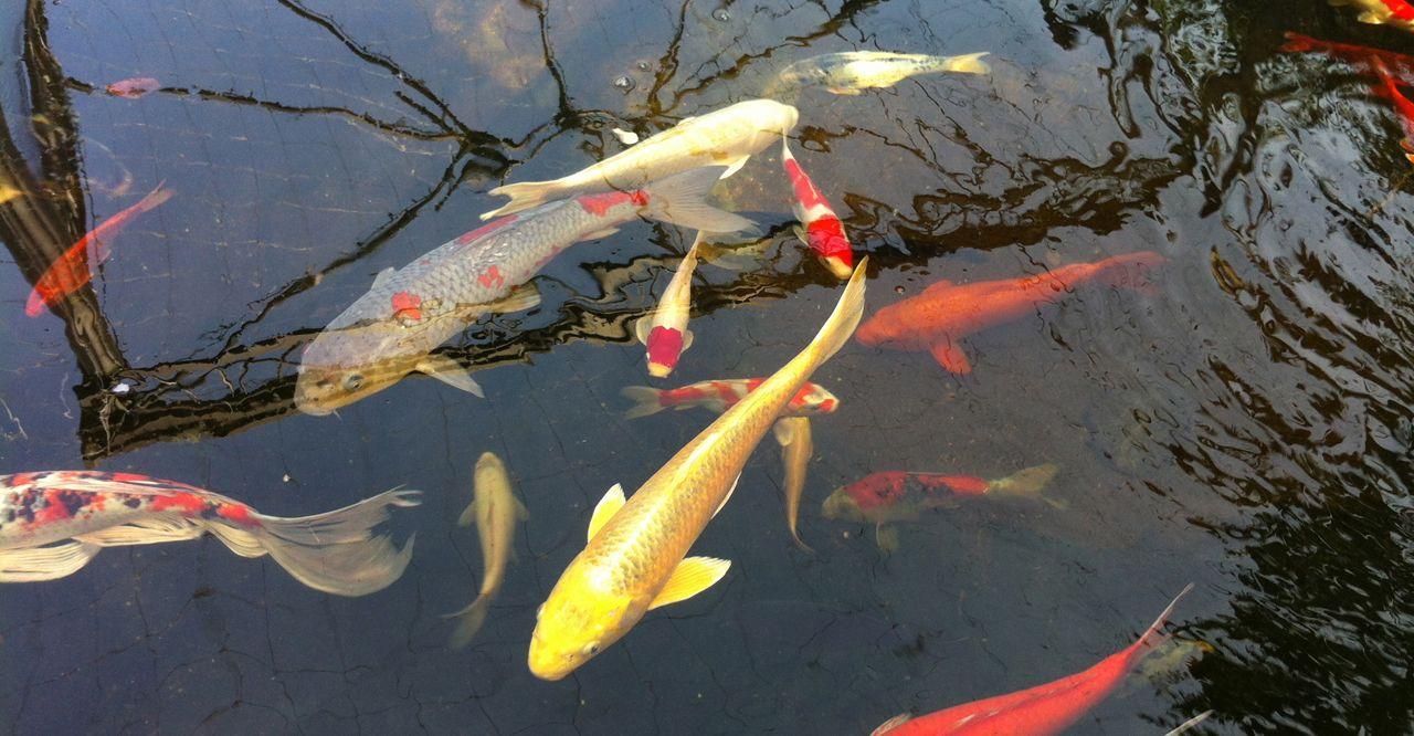 Koi Desktop Wallpapers - Top Free Koi Desktop Backgrounds - WallpaperAccess